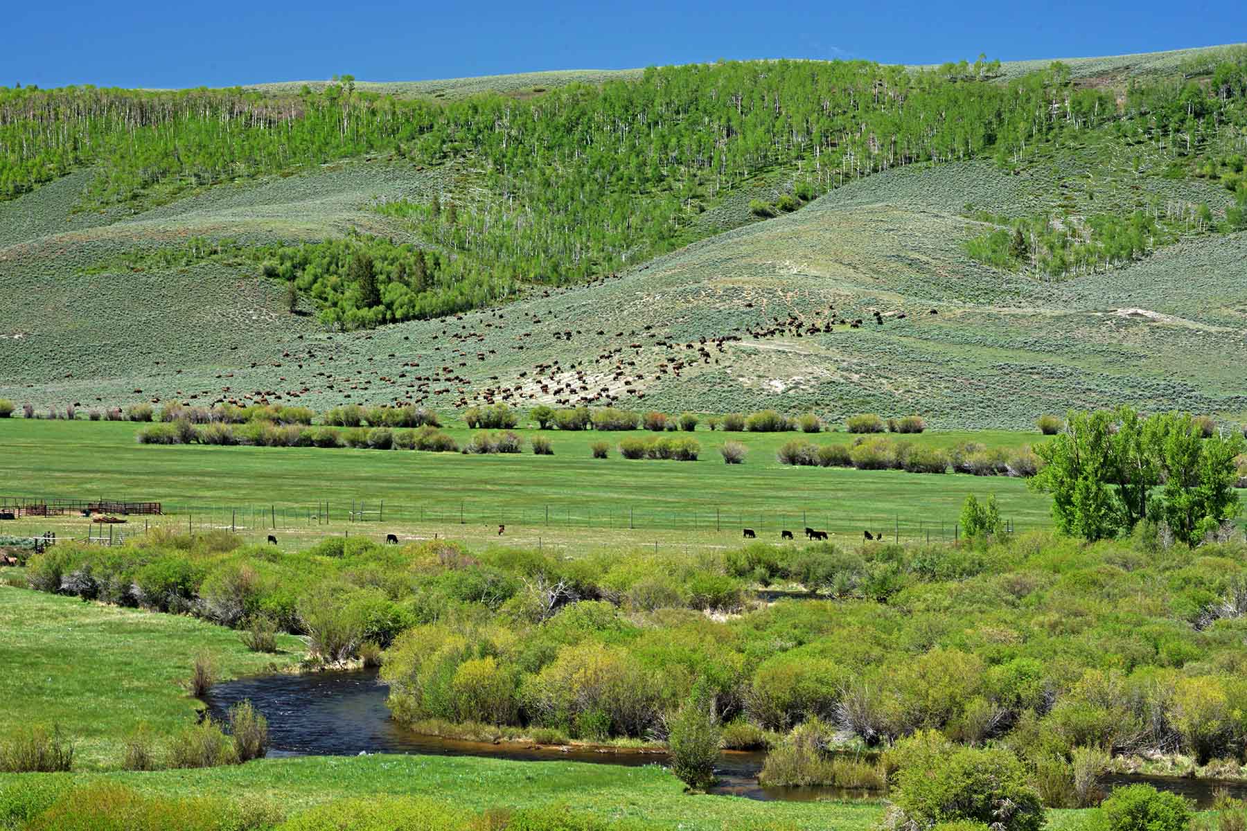 Diamond Tail Ranch - Sold - Colorado - Hall and Hall
