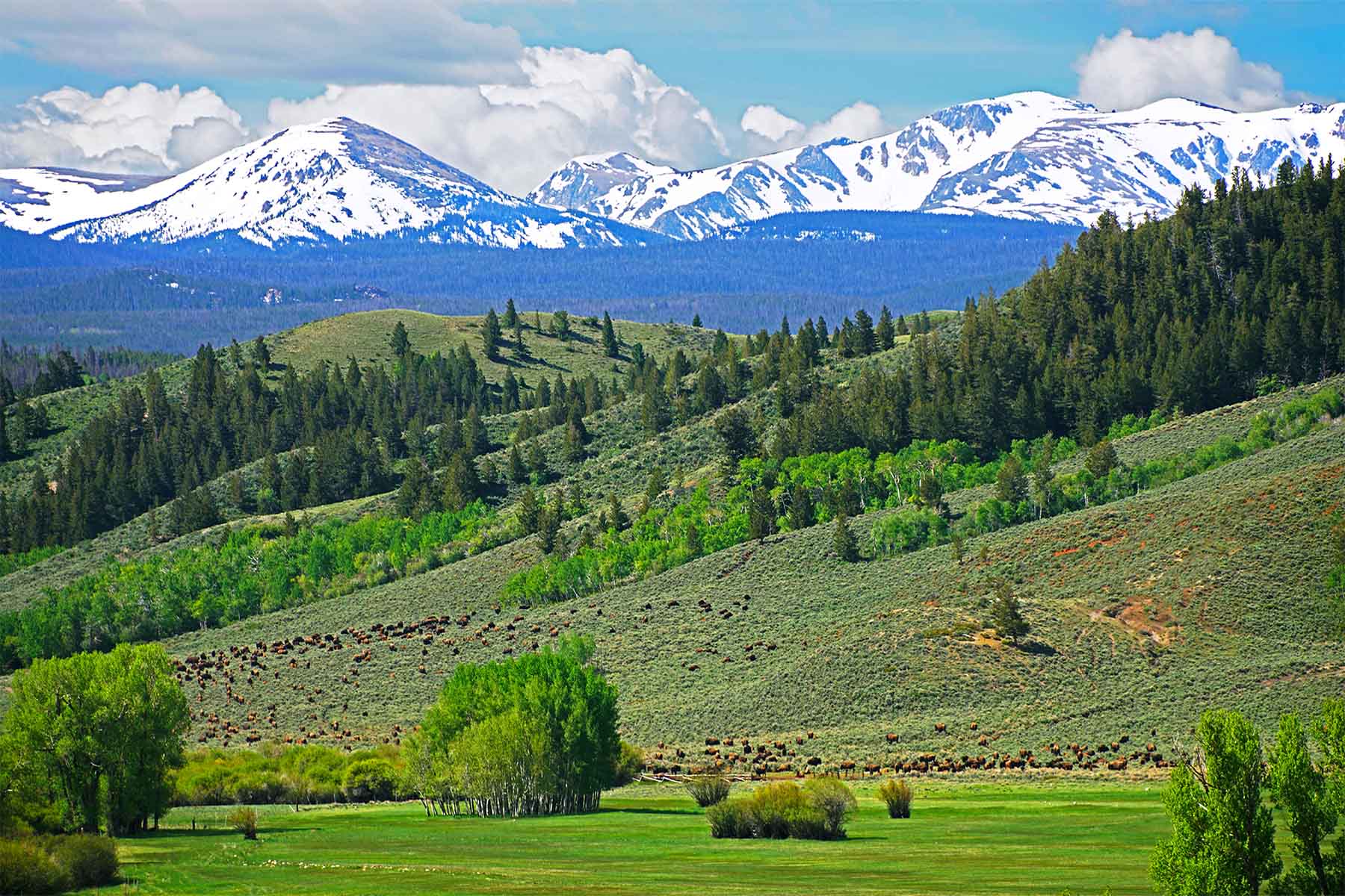 Diamond Tail Ranch - Sold - Colorado - Hall and Hall