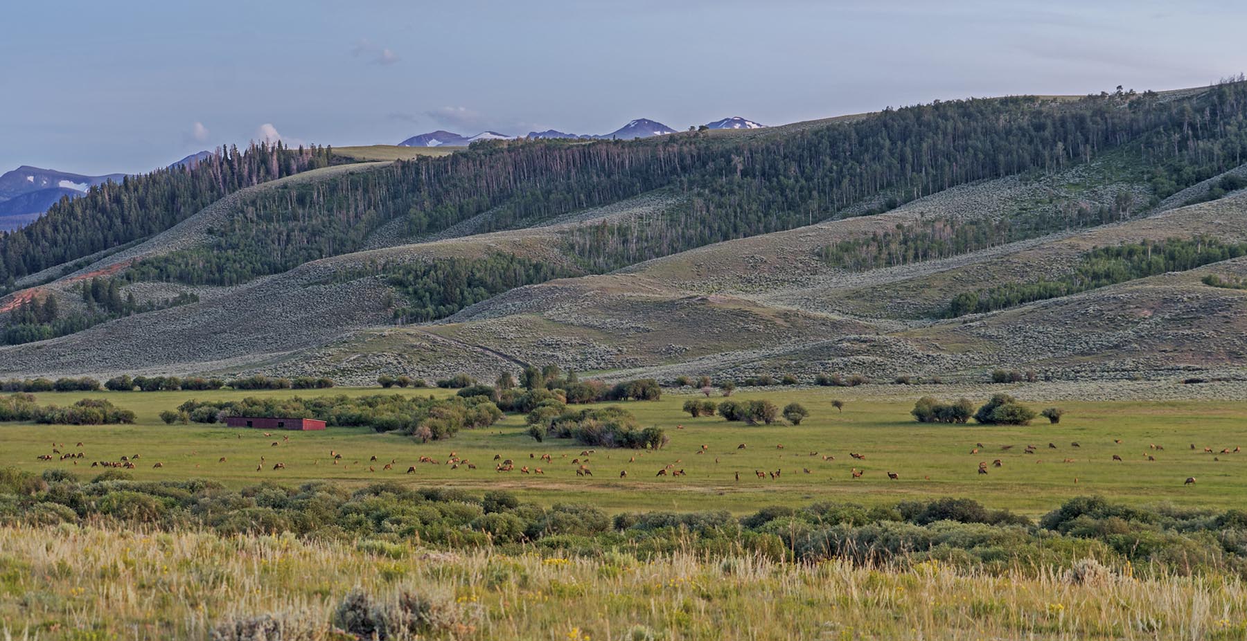 Diamond Tail Ranch - Sold - Colorado - Hall and Hall
