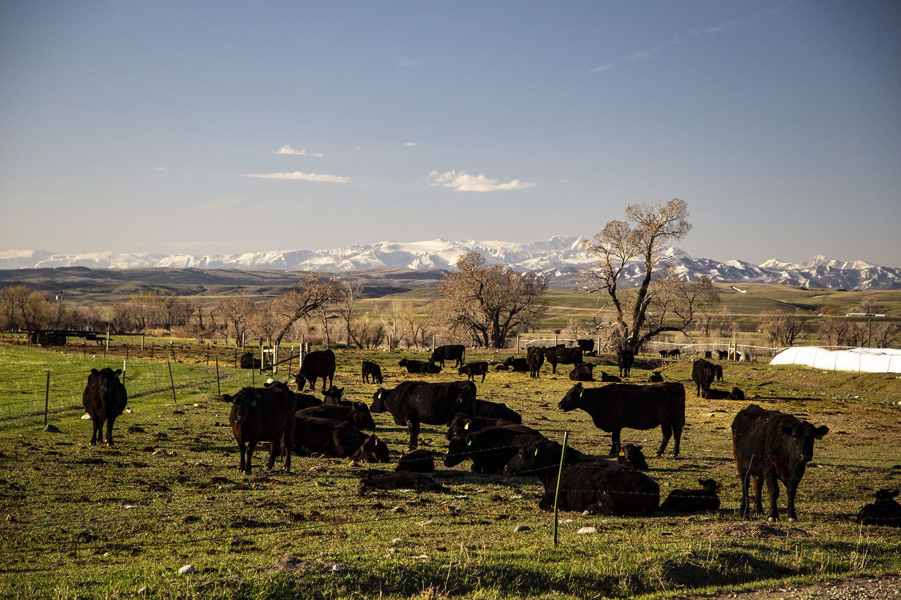 Sweet Grass Farm on the Yellowstone - Sold - Montana - Hall and Hall