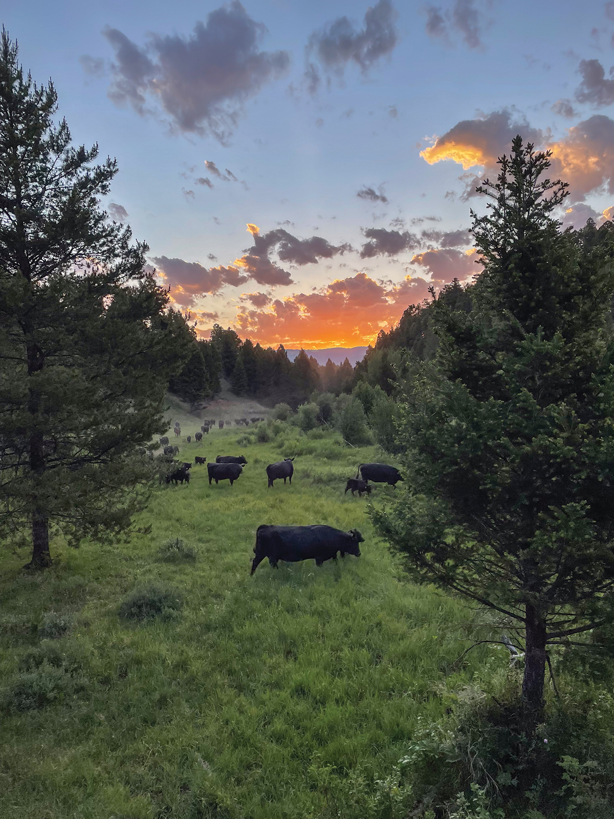 Rocking Chair Ranch - For Sale - Montana - Hall and Hall