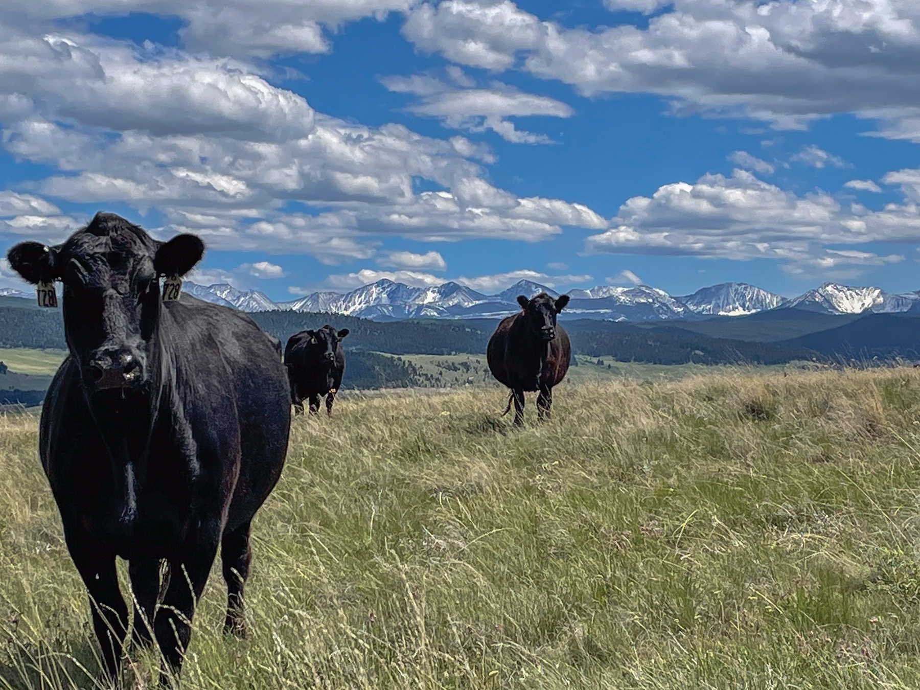Rocking Chair Ranch - For Sale - Montana - Hall and Hall