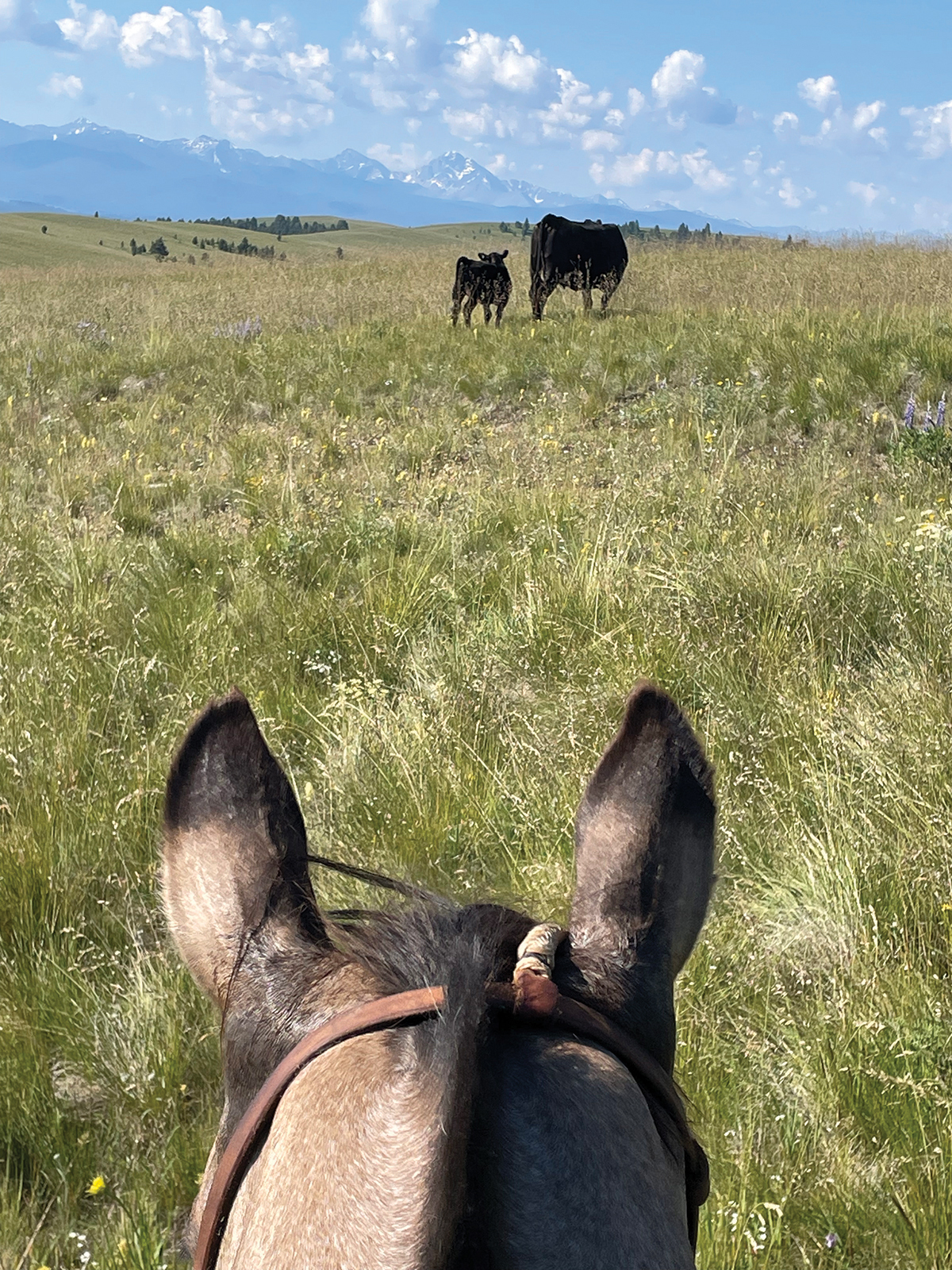 Rocking Chair Ranch - For Sale - Montana - Hall and Hall