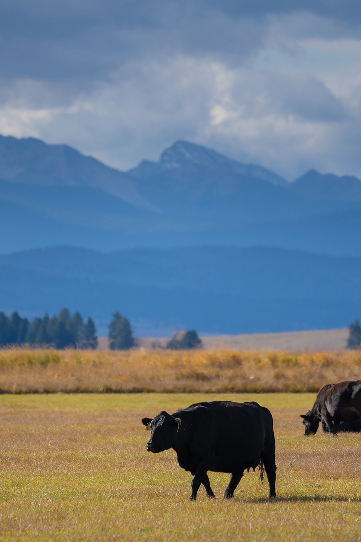 Rocking Chair Ranch - For Sale - Montana - Hall and Hall