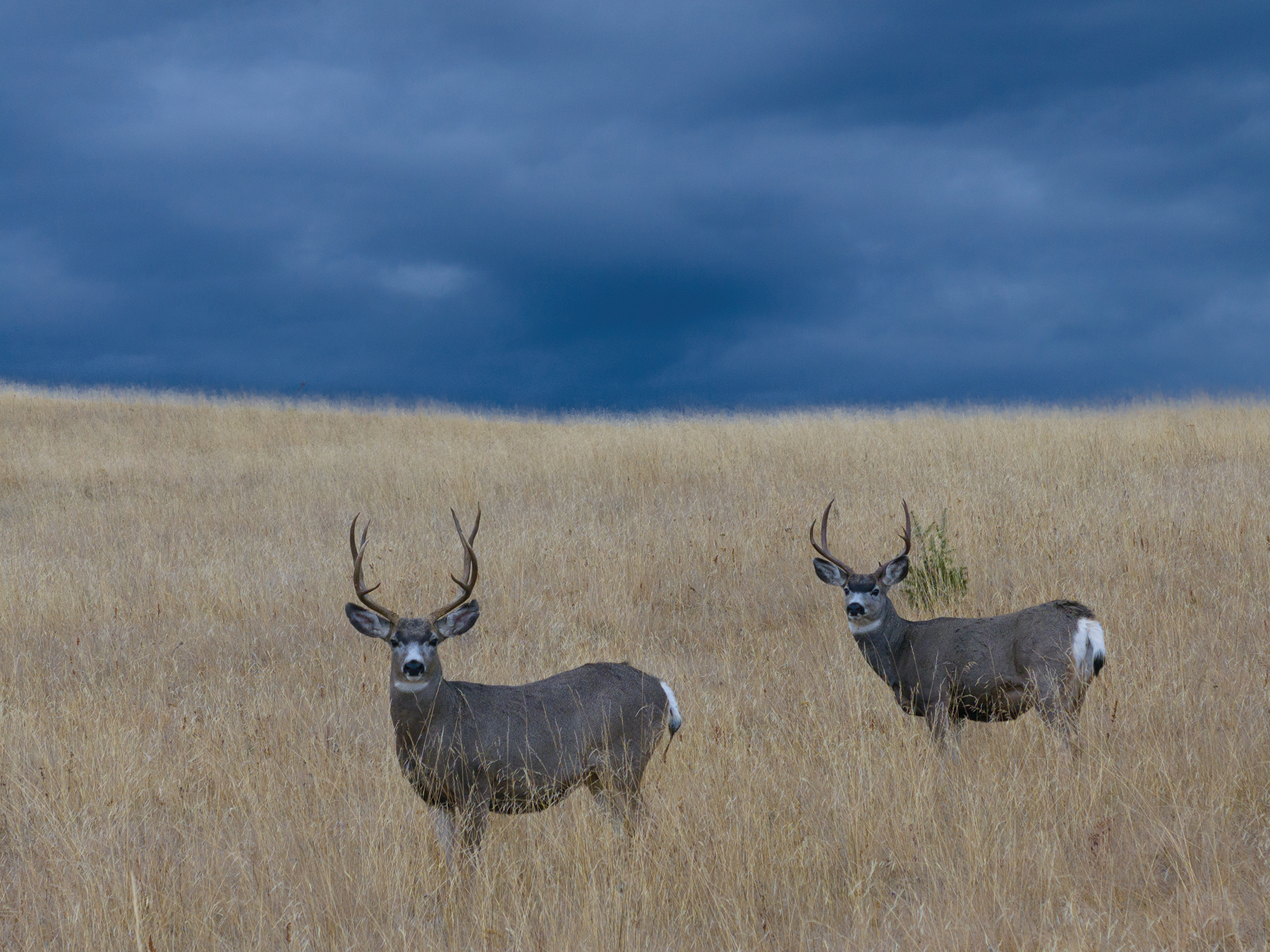 Rocking Chair Ranch - Sold - Montana - Hall and Hall