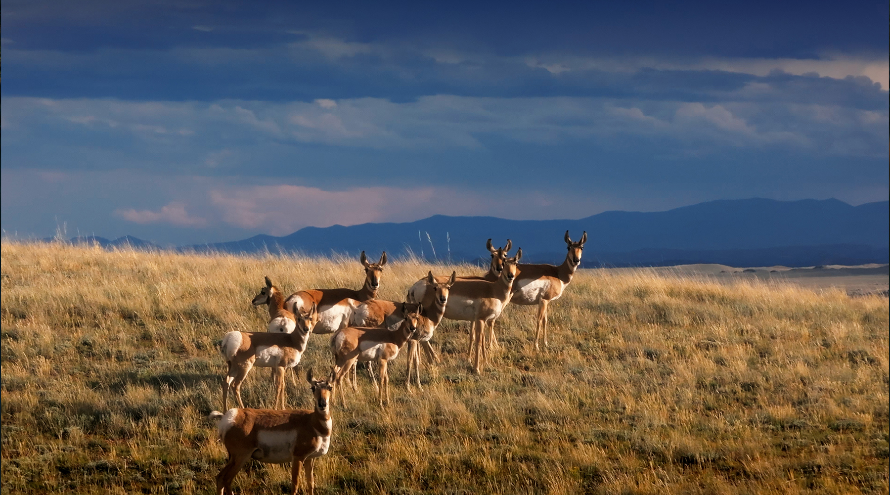 Old Elk Ranch - For Sale - Wyoming - Hall and Hall