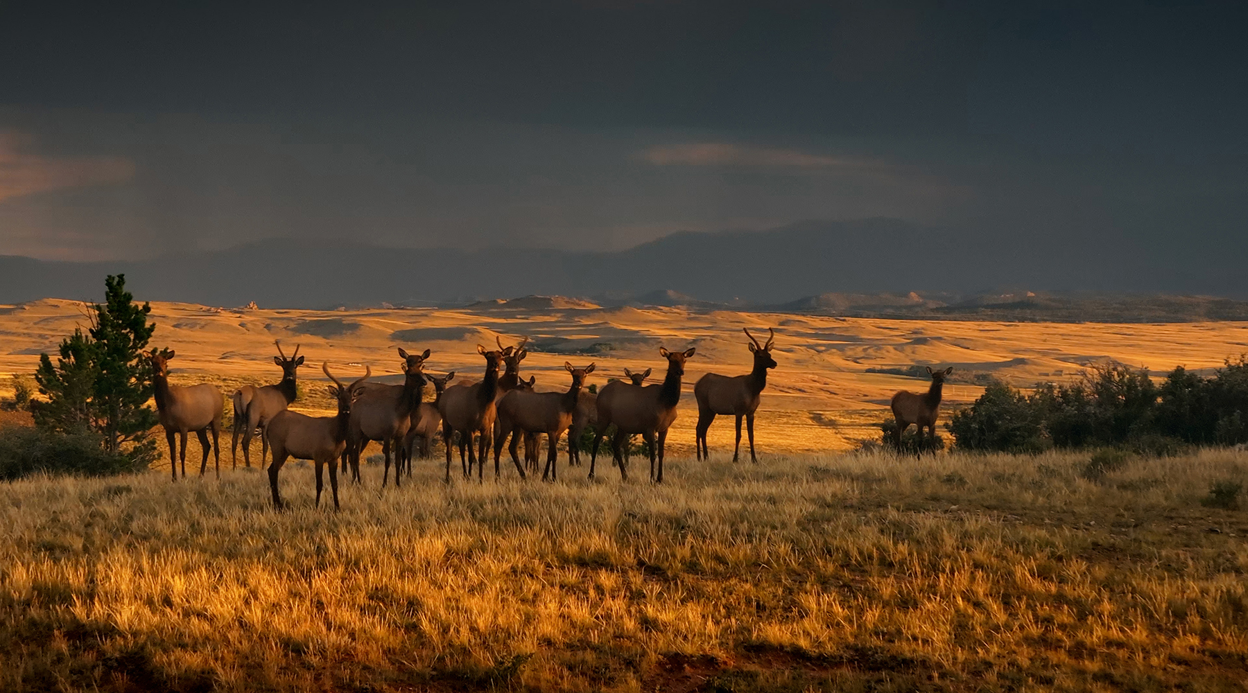 Old Elk Ranch - For Sale - Wyoming - Hall and Hall