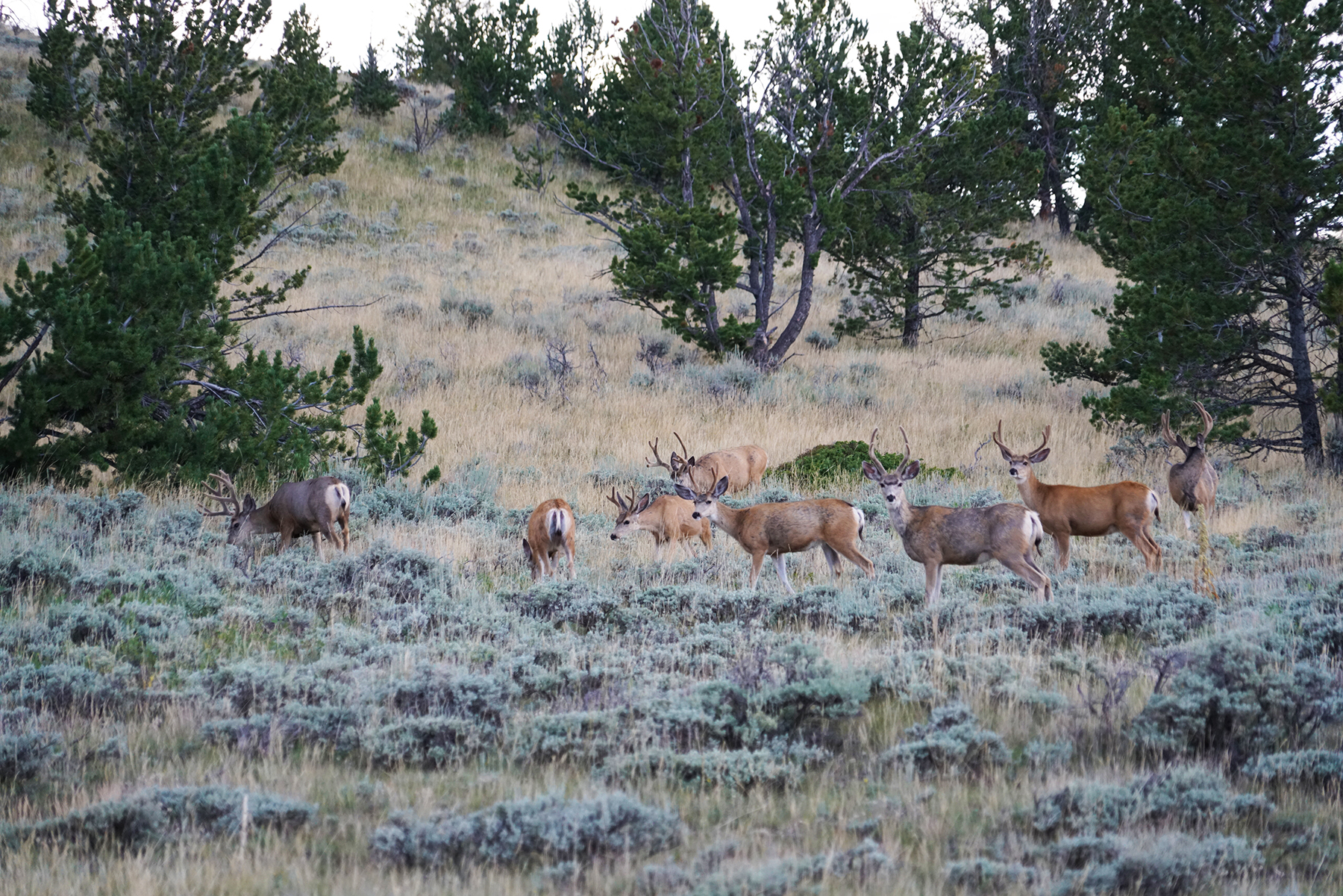 Old Elk Ranch - For Sale - Reduced - Wyoming - Hall and Hall