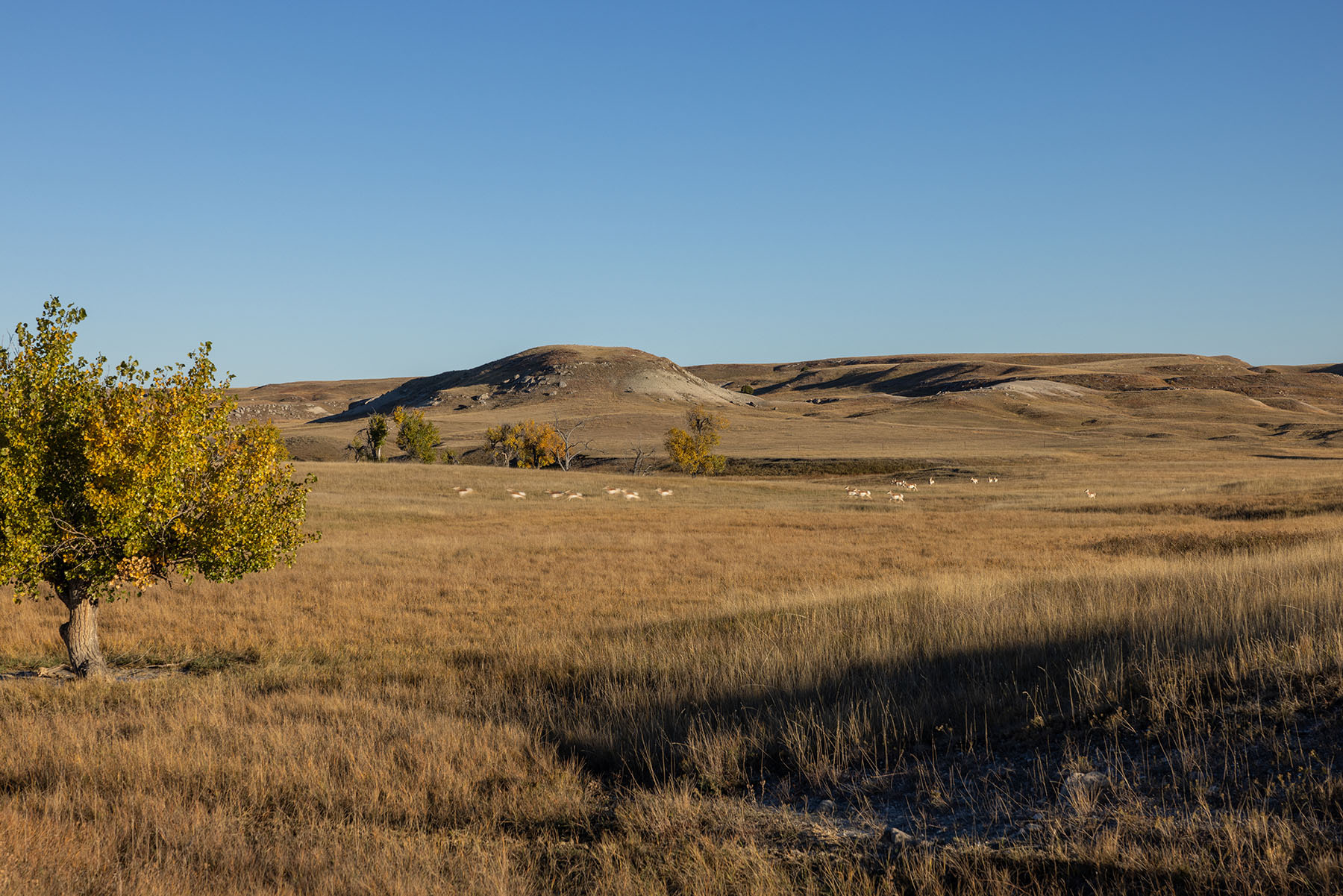 Dakota Partnership Ranch - Sold - South Dakota - Hall and Hall
