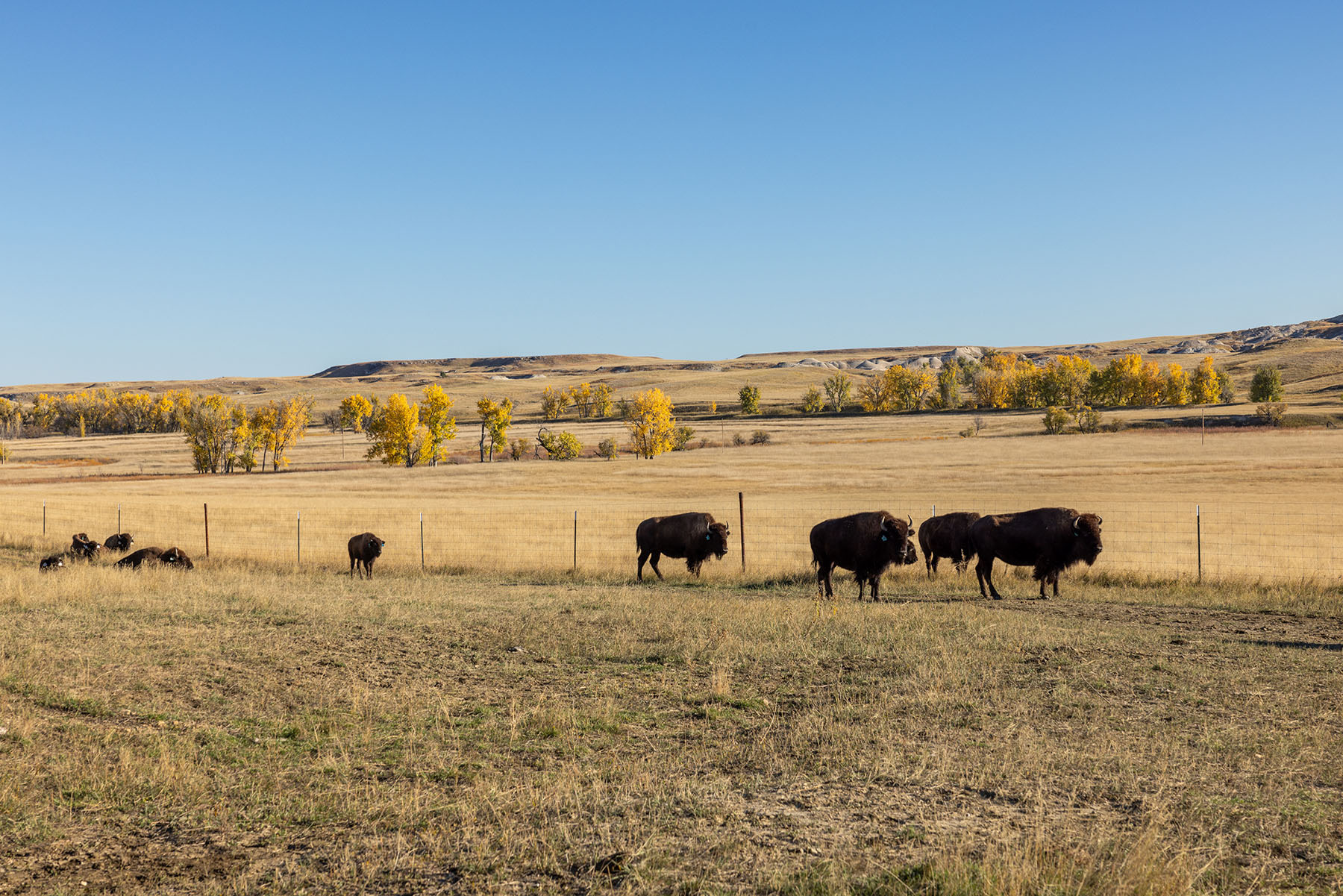 Dakota Partnership Ranch - Sold - South Dakota - Hall and Hall
