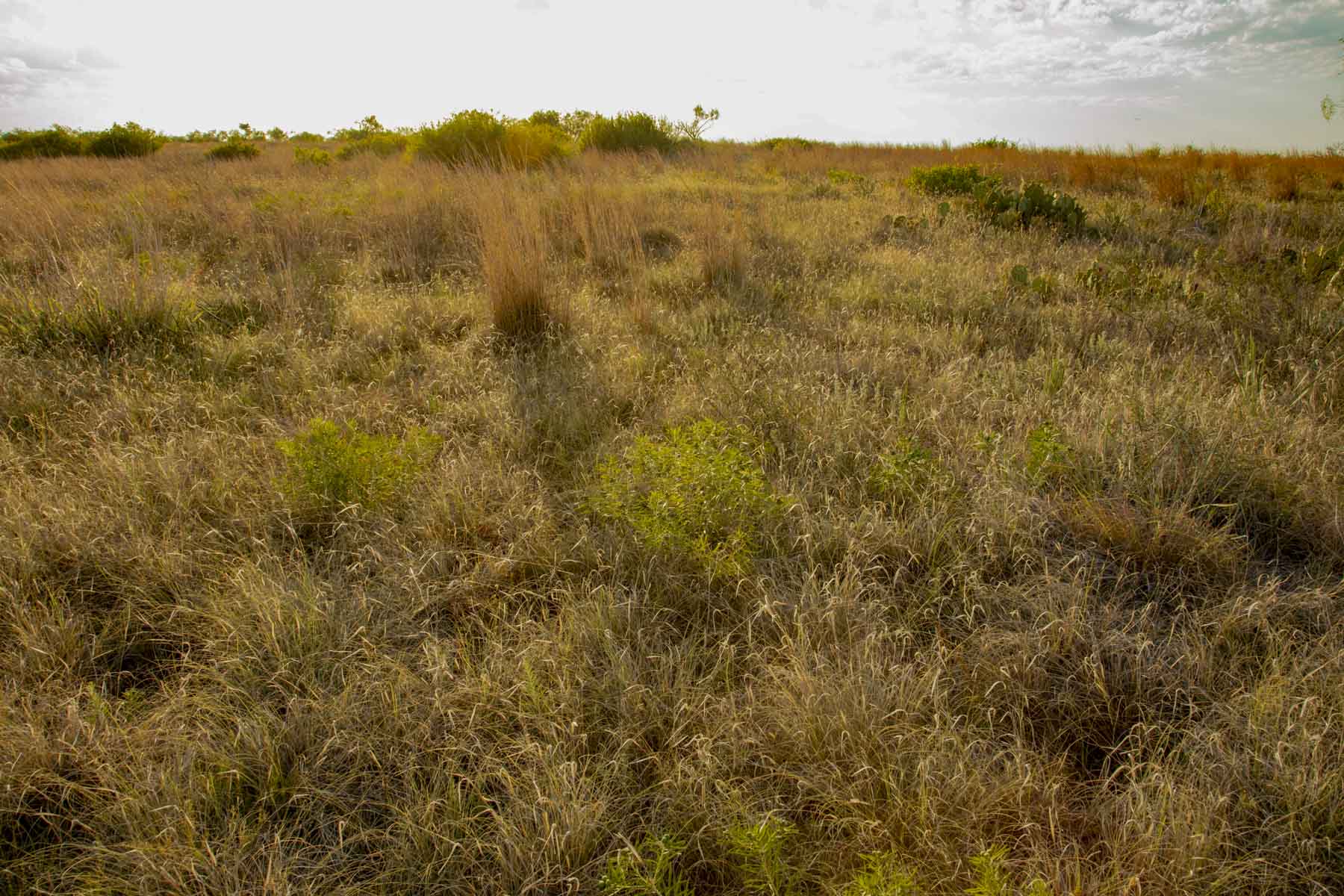 Crooked Tree Ranch - Sold - Texas - Hall and Hall