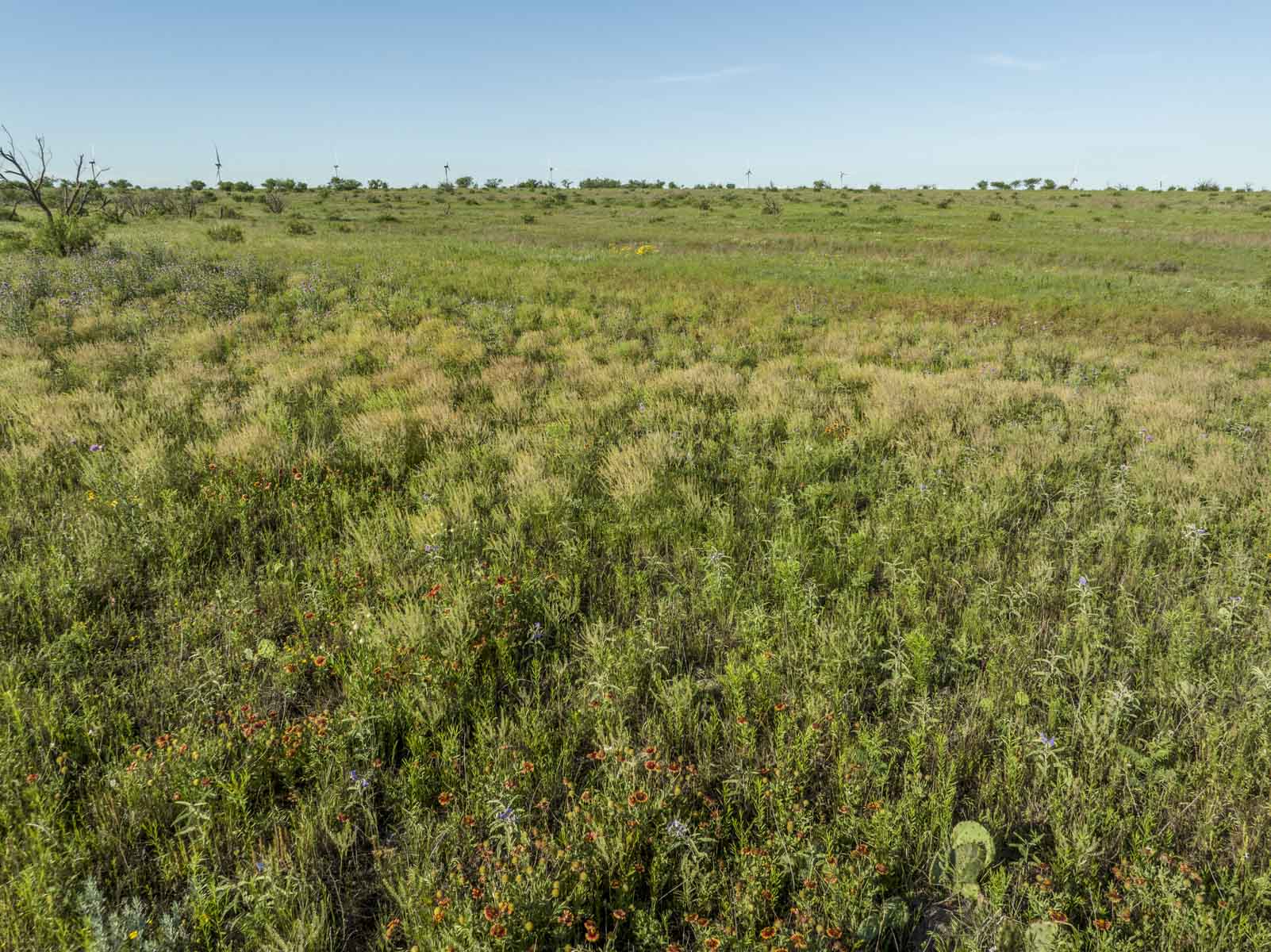 Crooked Tree Ranch - Sold - Texas - Hall and Hall