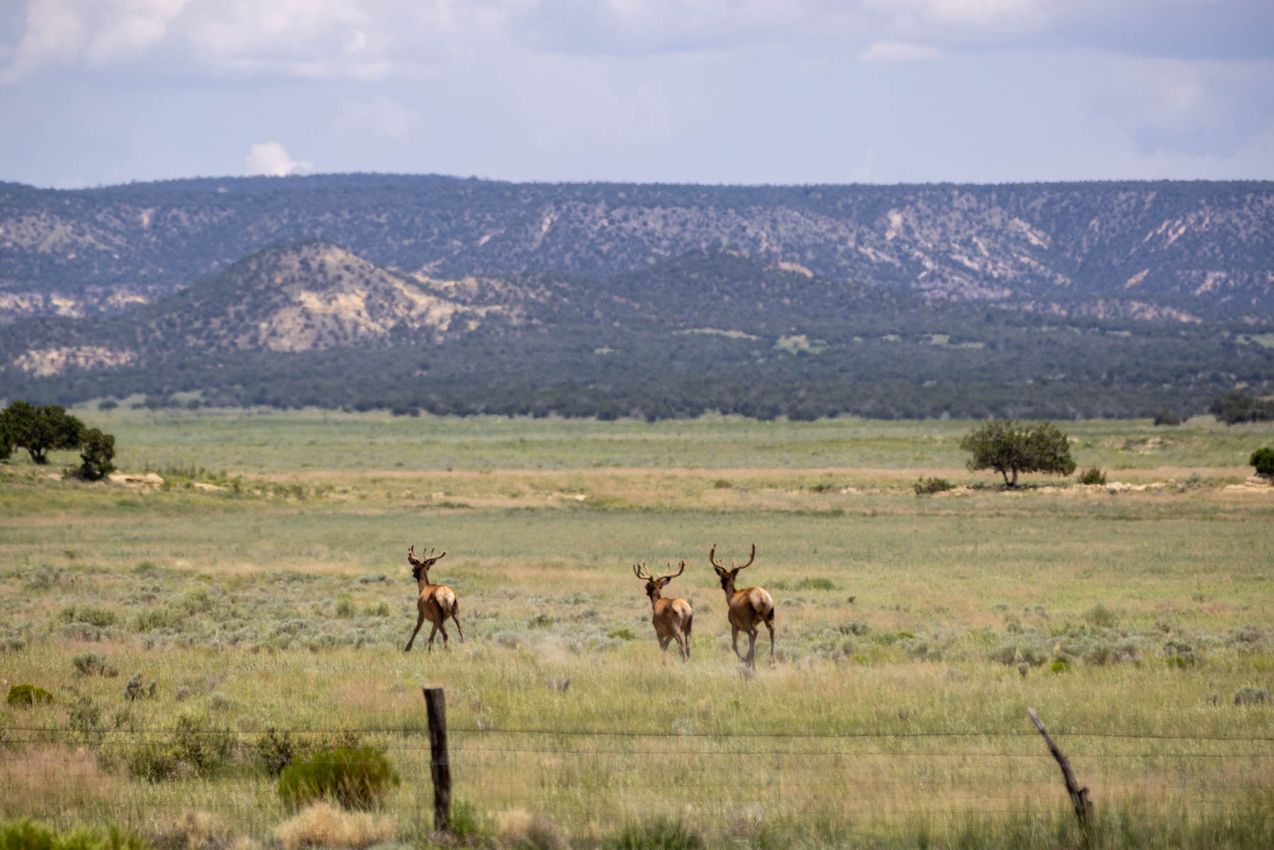 Great Western Ranch - Sold - New Mexico - Hall and Hall