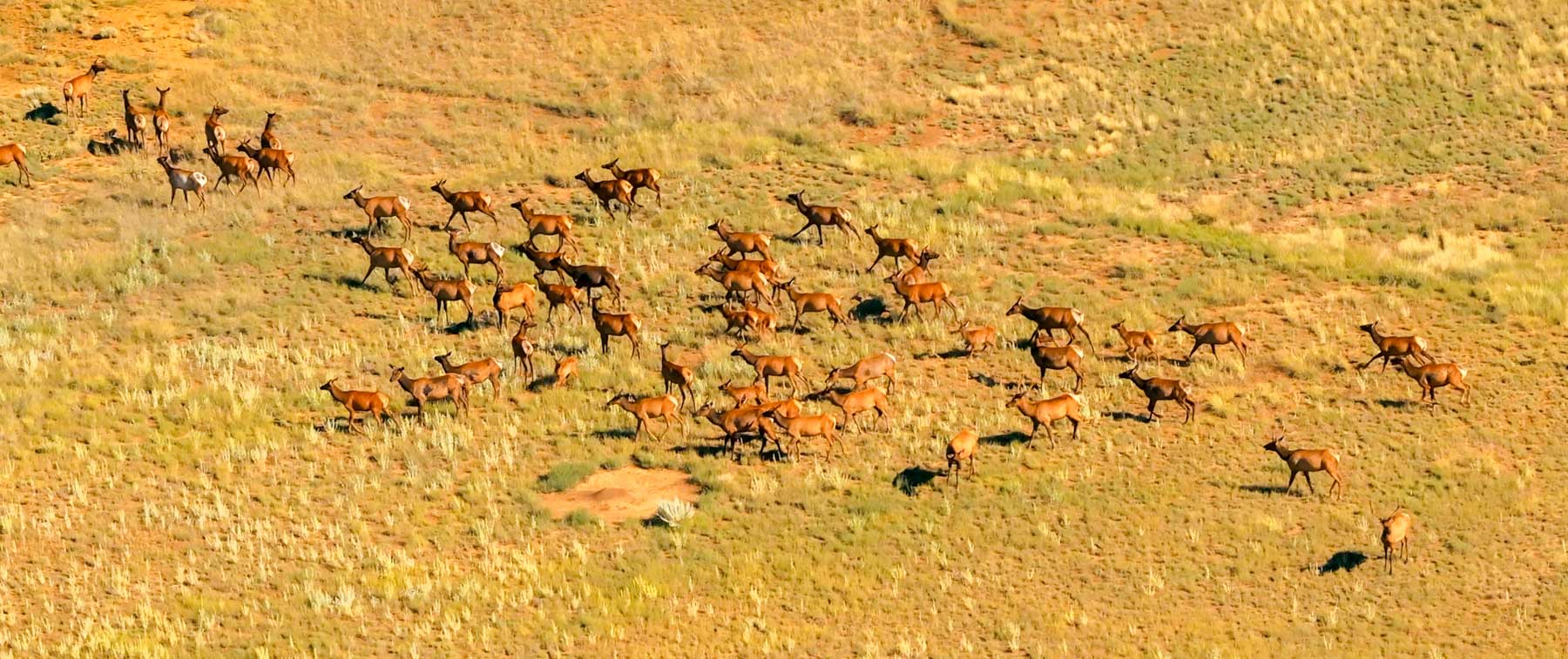 Great Western Ranch - Sold - New Mexico - Hall and Hall