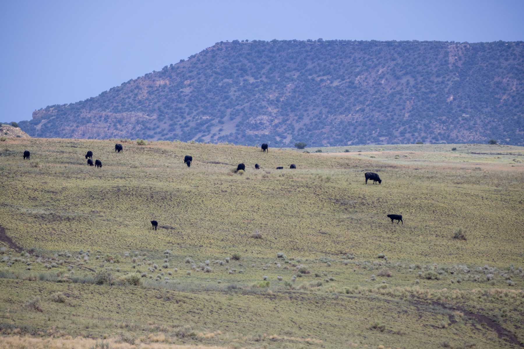 Great Western Ranch - Sold - New Mexico - Hall and Hall