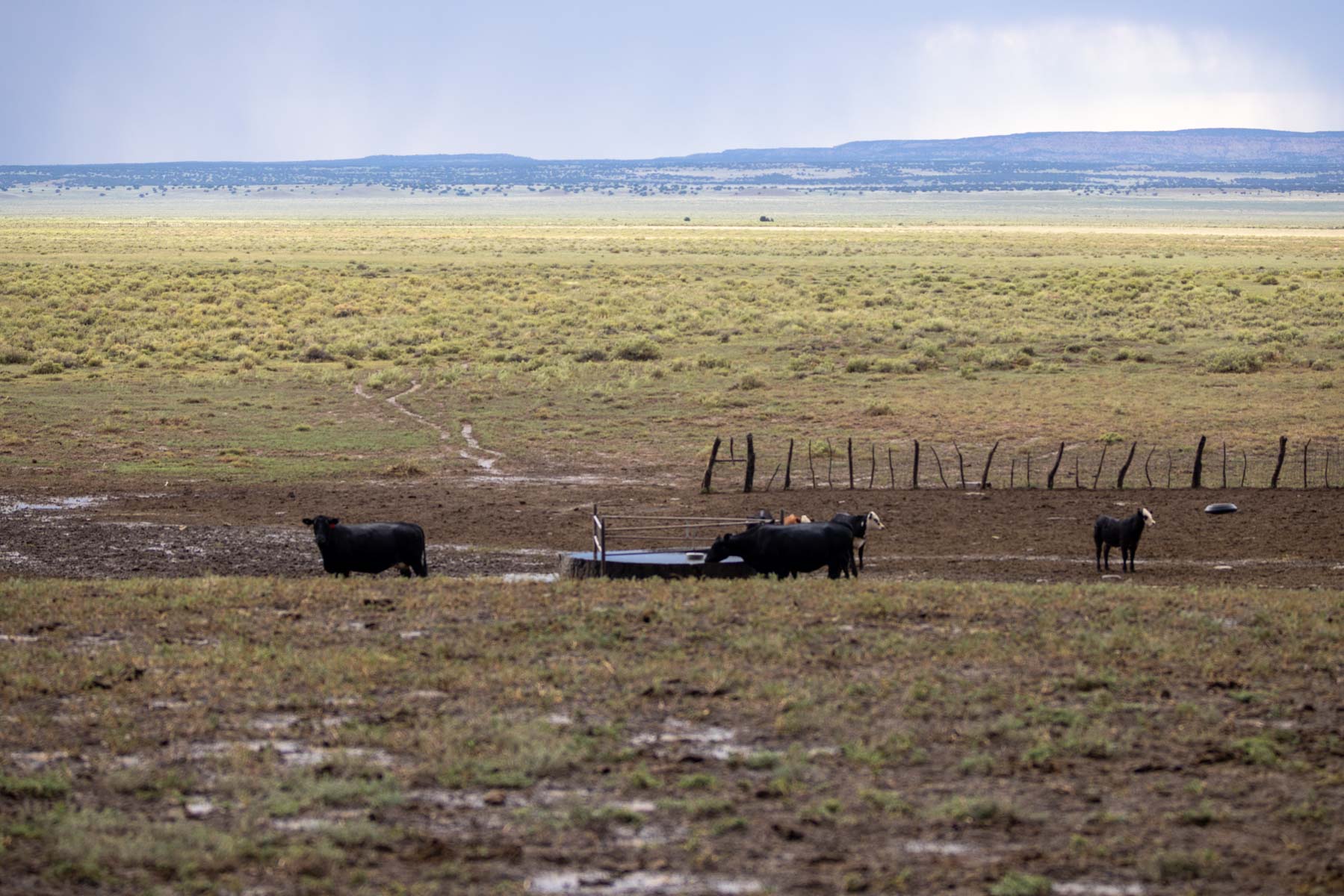 Great Western Ranch - Sold - New Mexico - Hall and Hall
