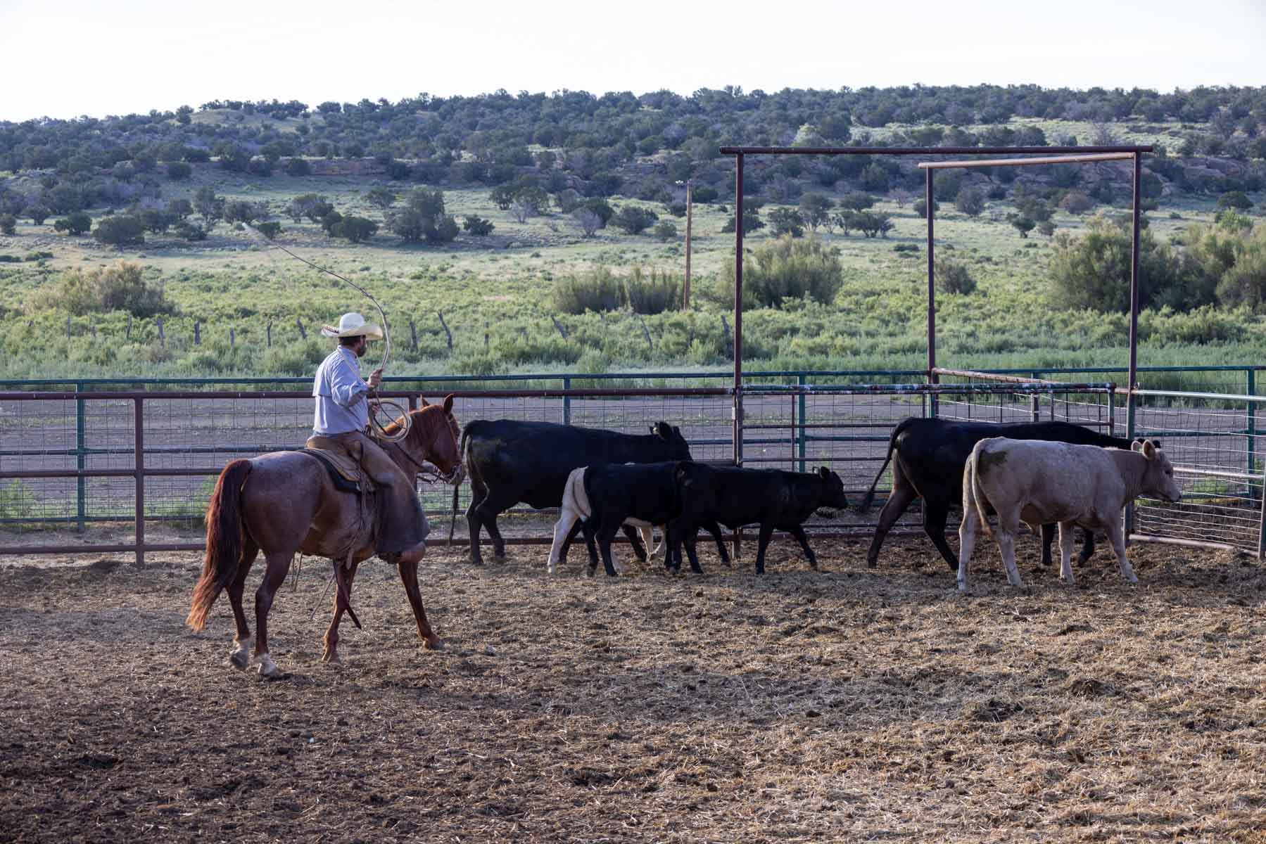 Great Western Ranch - Sold - New Mexico - Hall and Hall