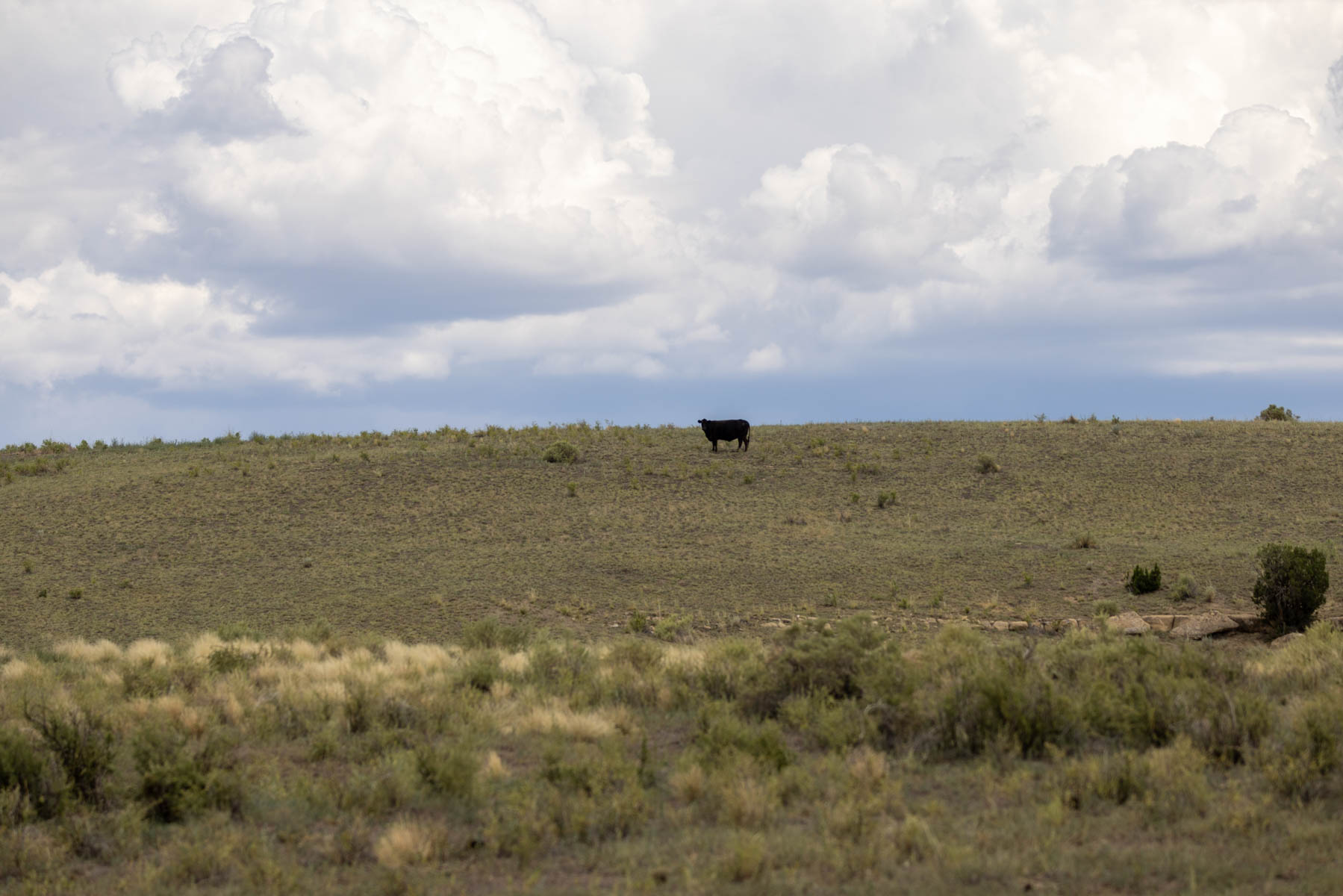 Great Western Ranch - Sold - New Mexico - Hall and Hall