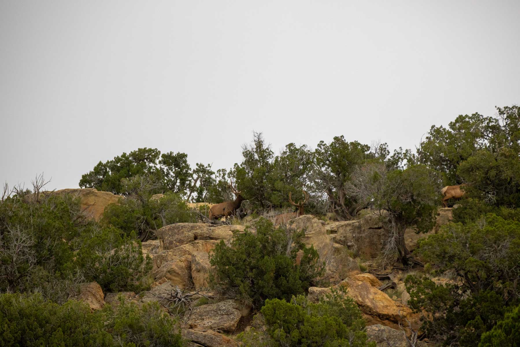 Great Western Ranch - Sold - New Mexico - Hall and Hall