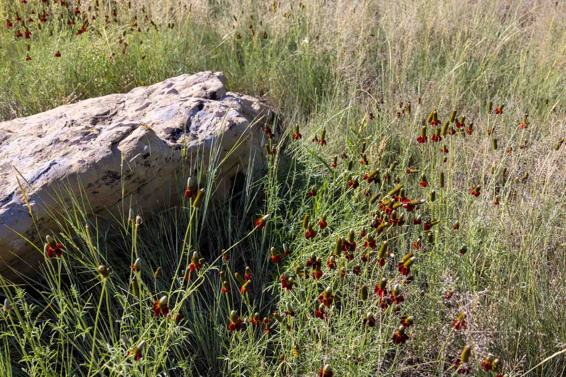 Great Western Ranch - Sold - New Mexico - Hall and Hall