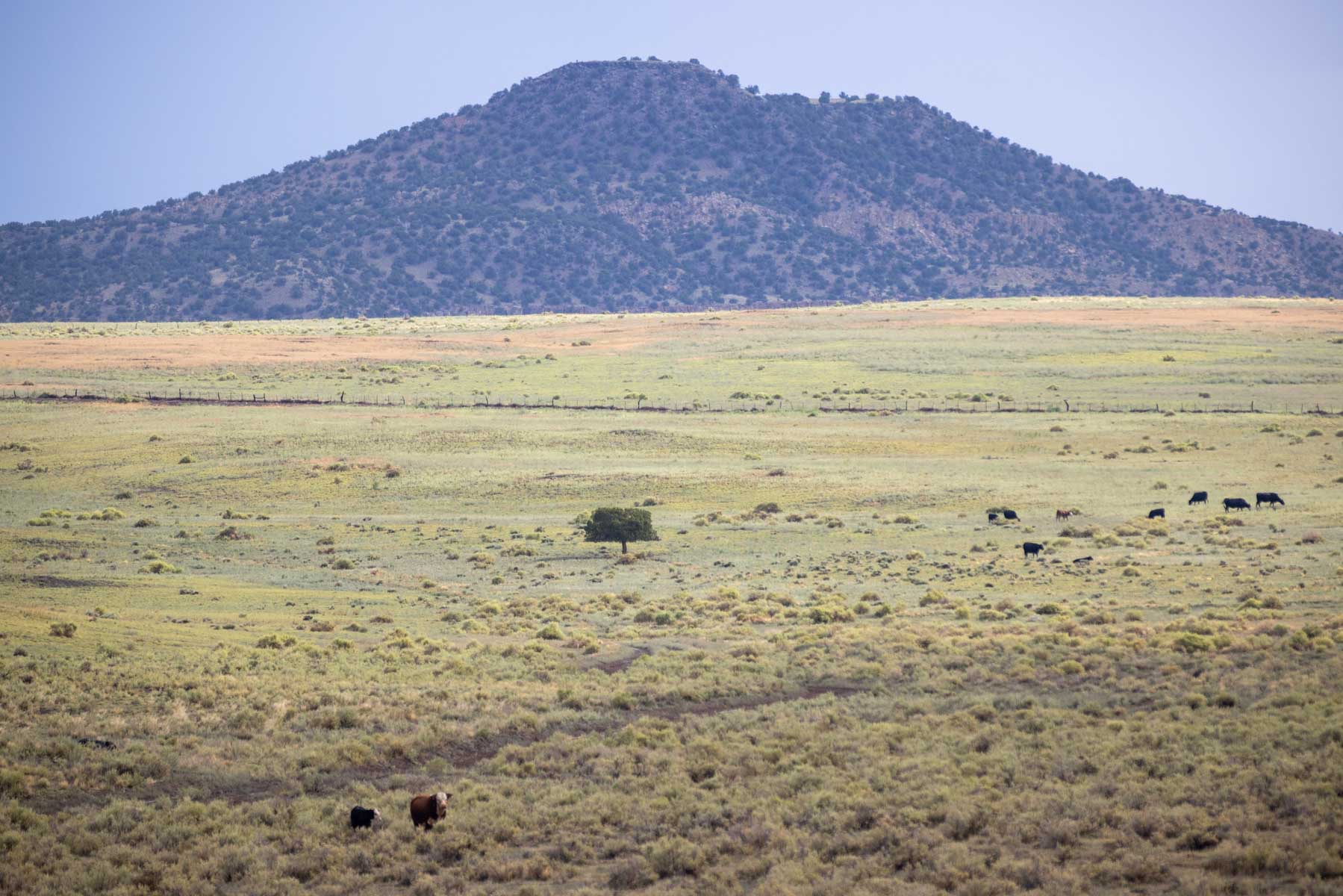 Great Western Ranch - Sold - New Mexico - Hall and Hall