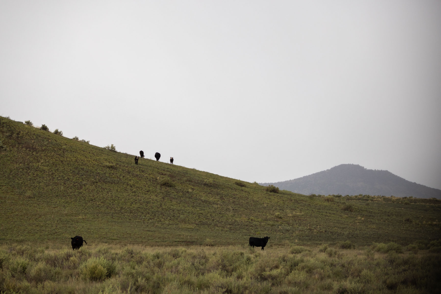 Great Western Ranch - Sold - New Mexico - Hall and Hall