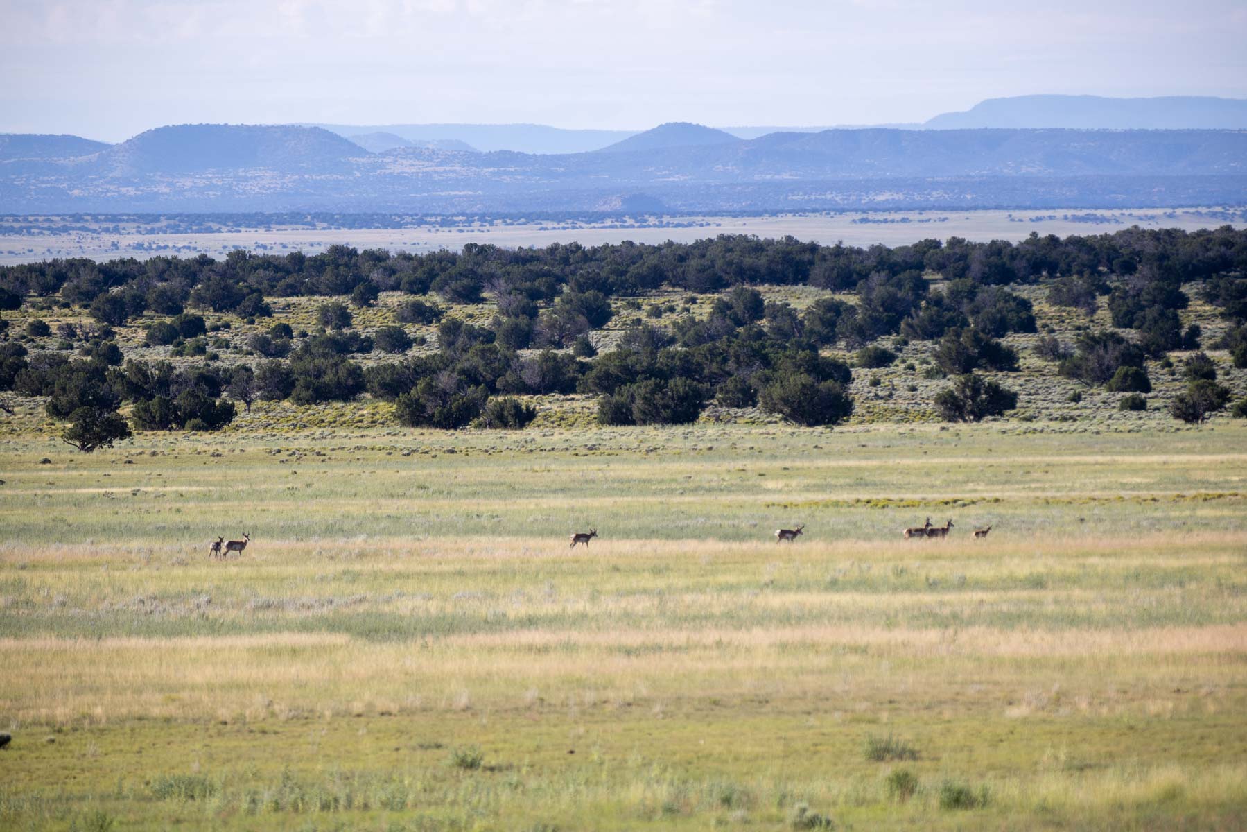 Great Western Ranch - Sold - New Mexico - Hall and Hall