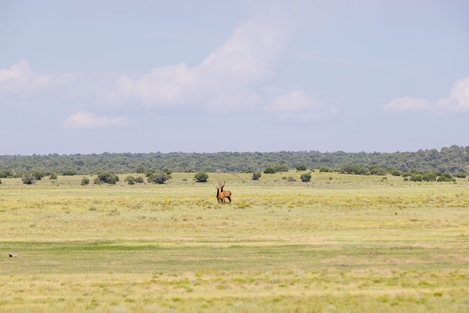Great Western Ranch - Sold - New Mexico - Hall and Hall