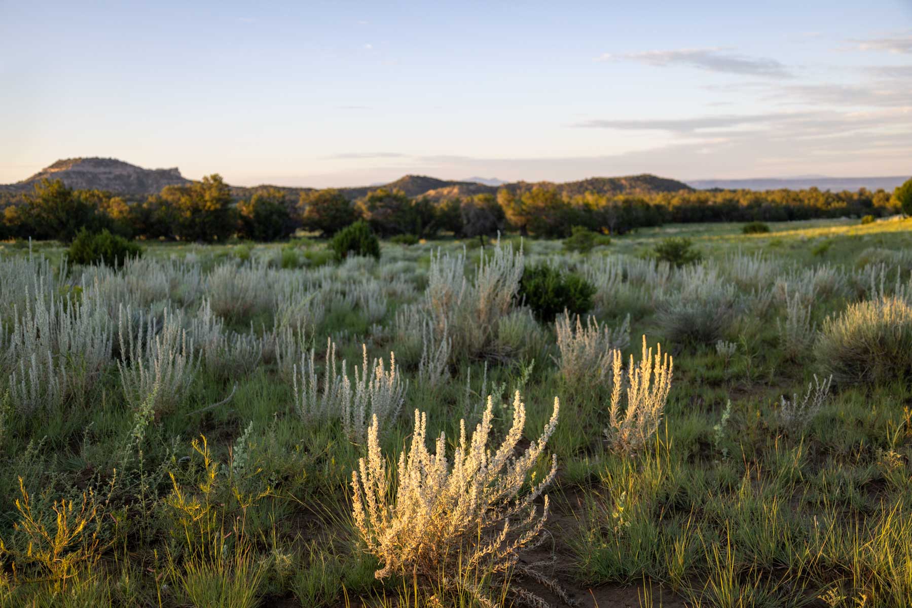 Great Western Ranch - Sold - New Mexico - Hall and Hall