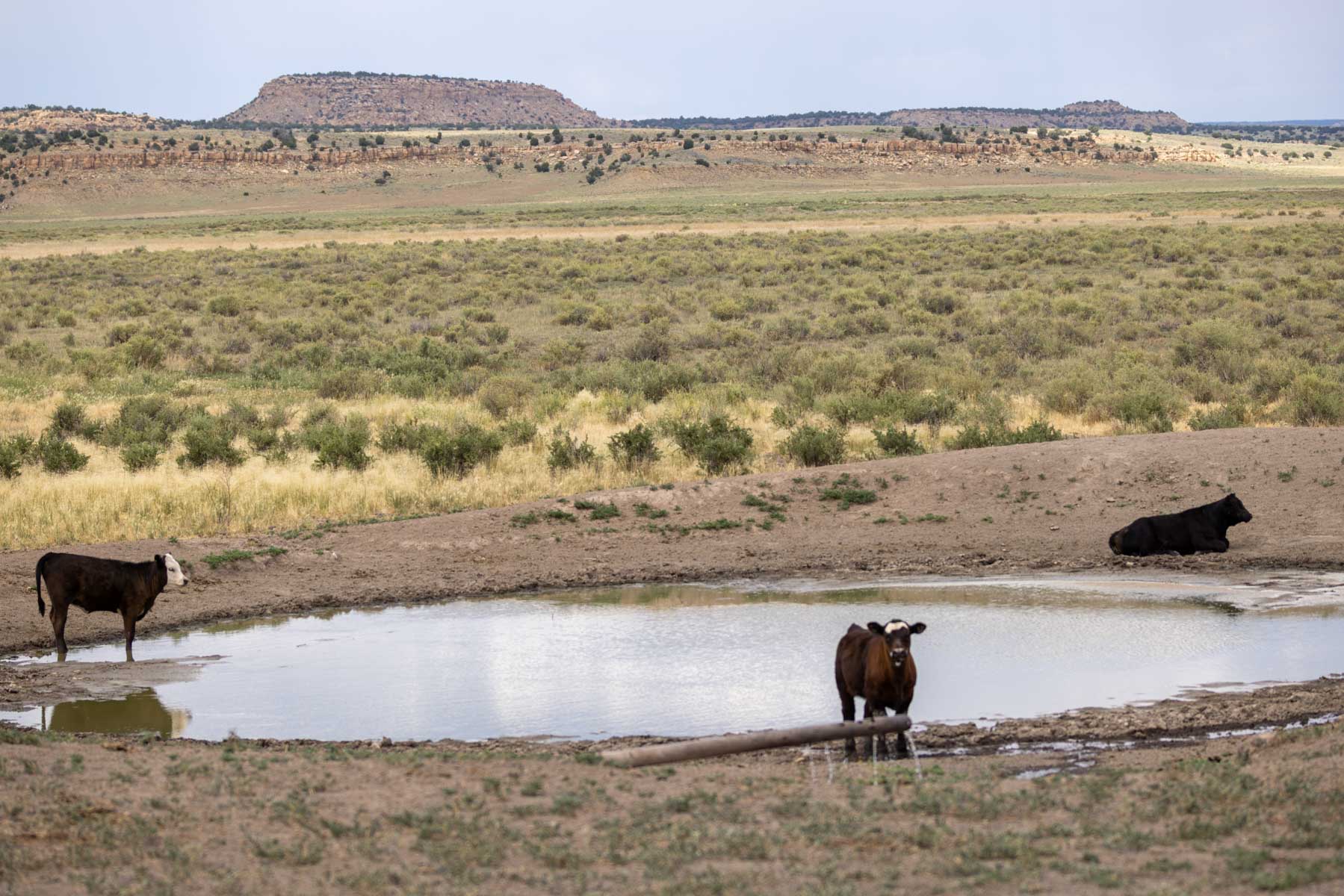 Great Western Ranch - Sold - New Mexico - Hall and Hall