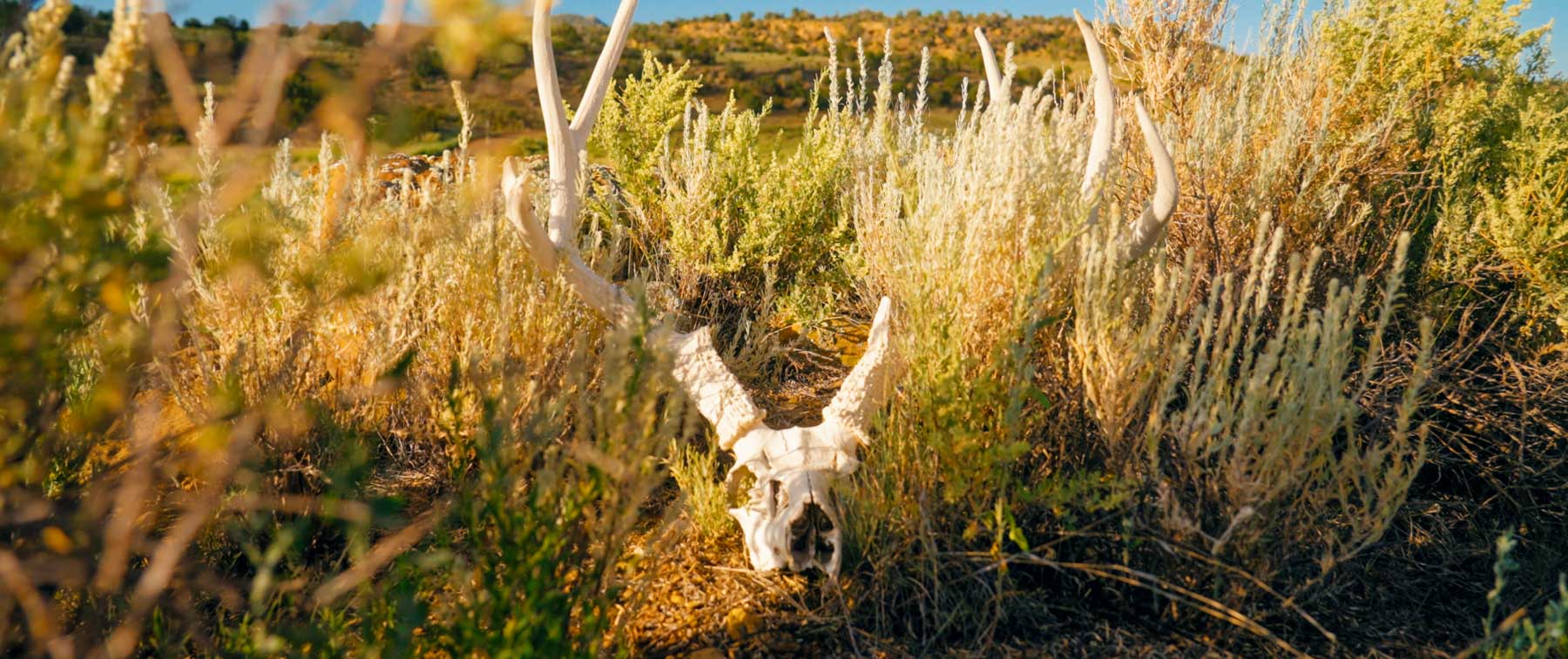 Great Western Ranch - Sold - New Mexico - Hall and Hall