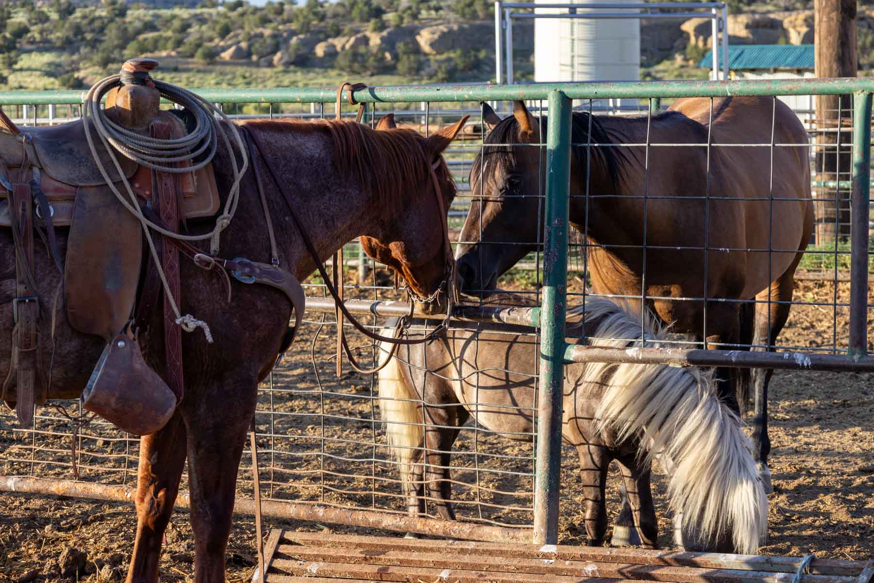 Great Western Ranch - Sold - New Mexico - Hall and Hall