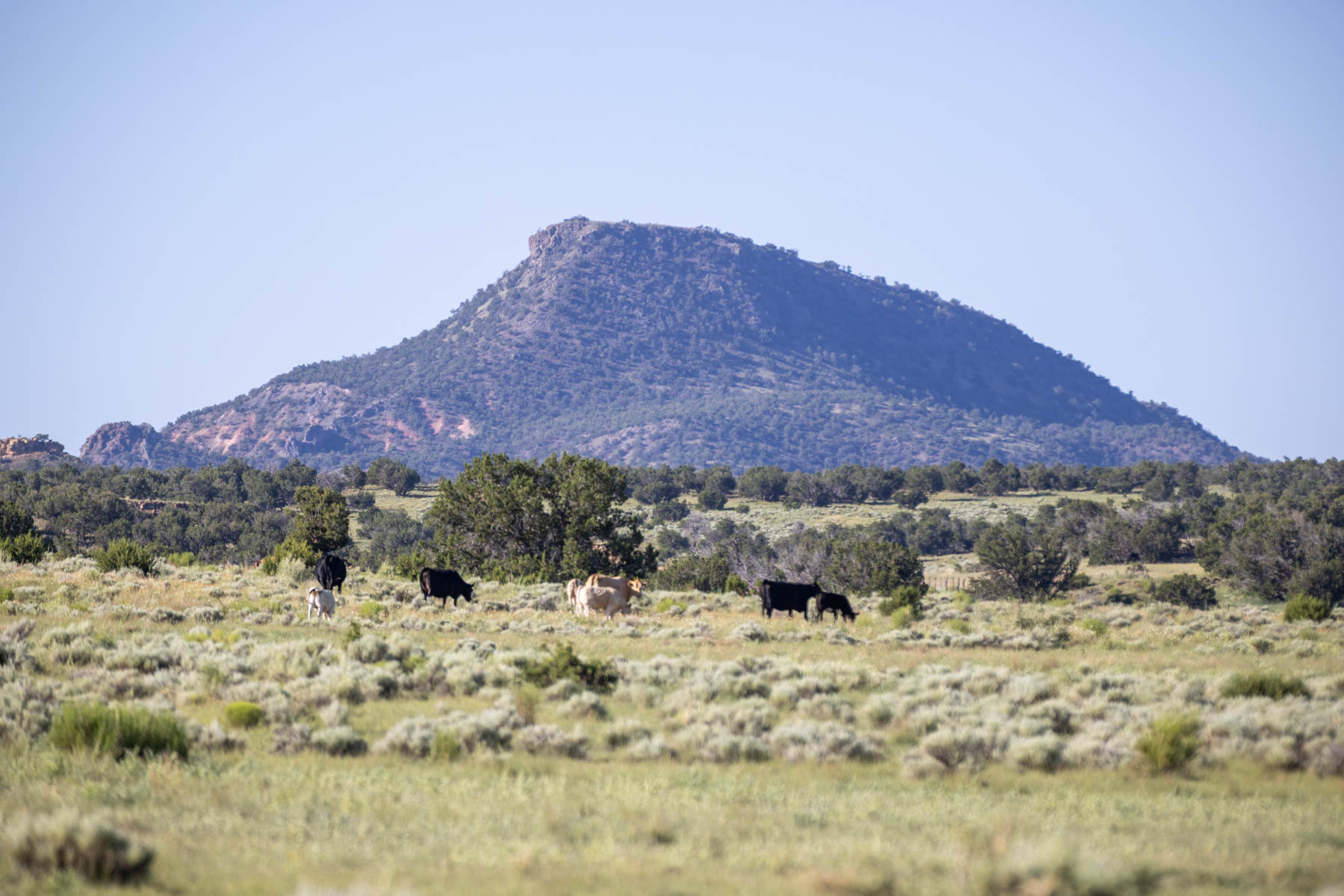 Great Western Ranch - Sold - New Mexico - Hall and Hall