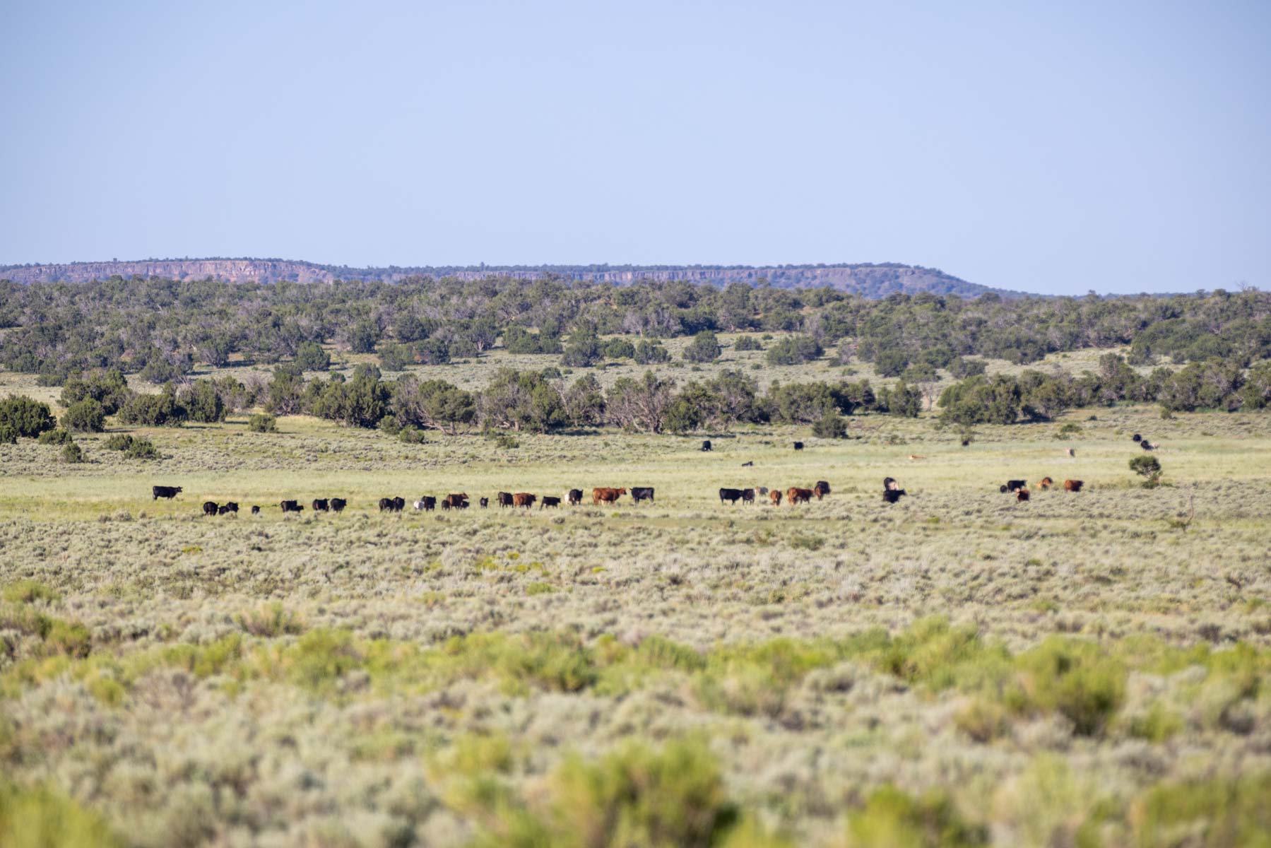 Great Western Ranch - Sold - New Mexico - Hall and Hall