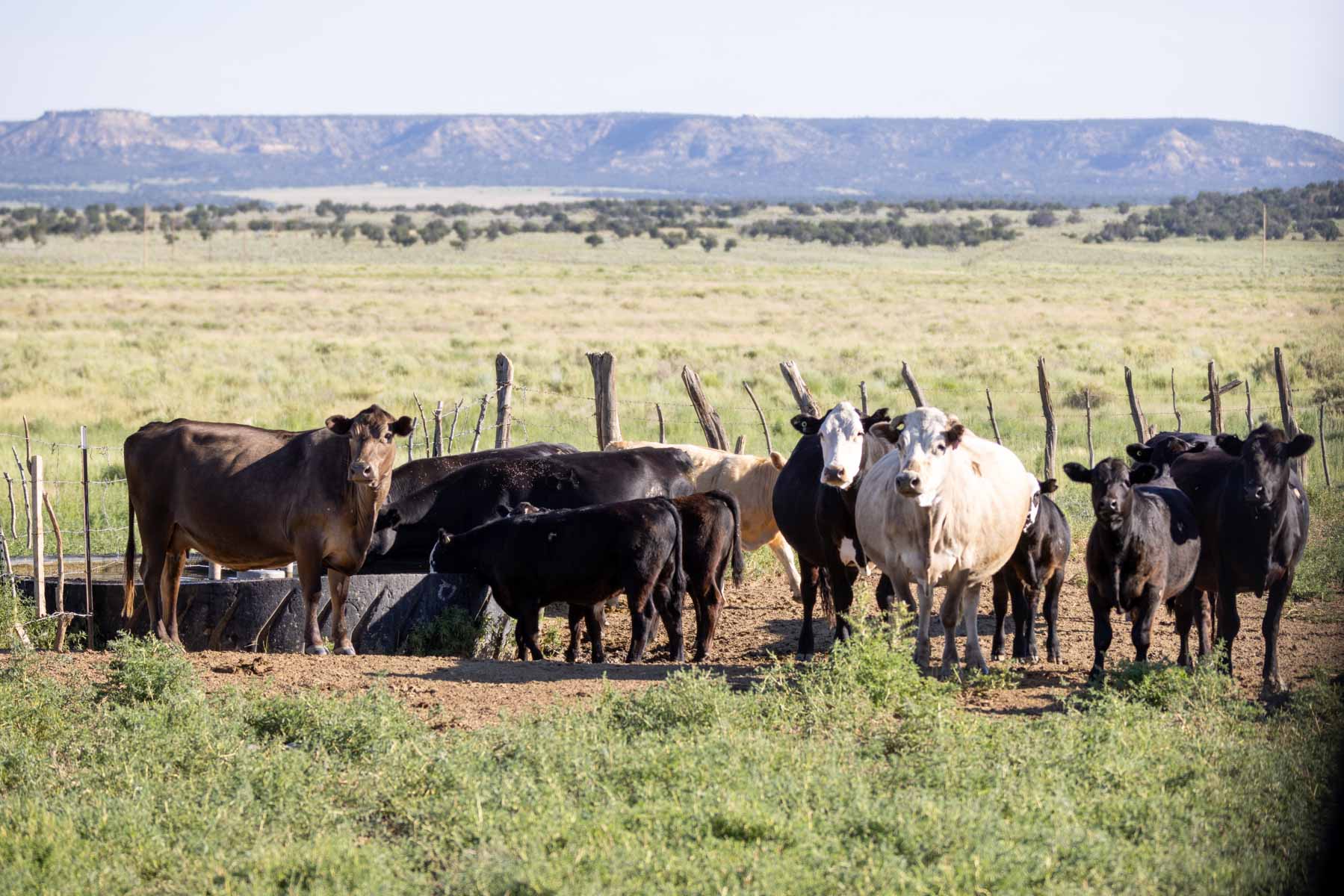 Great Western Ranch - Sold - New Mexico - Hall and Hall