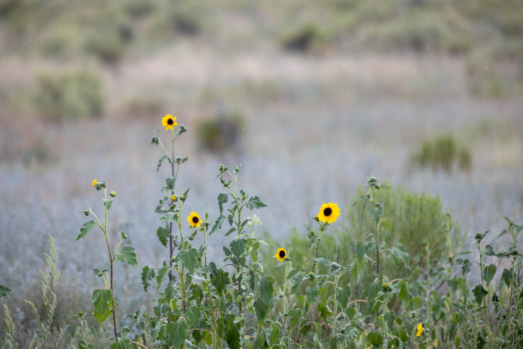 Great Western Ranch - Sold - New Mexico - Hall and Hall