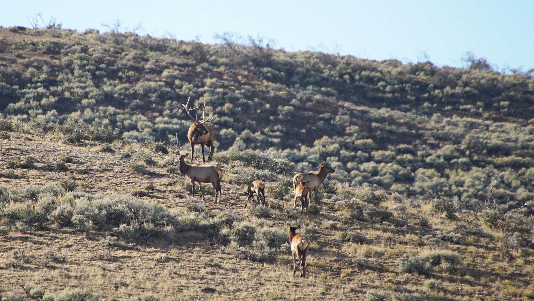 K Ranch - Sold - Colorado - Hall and Hall
