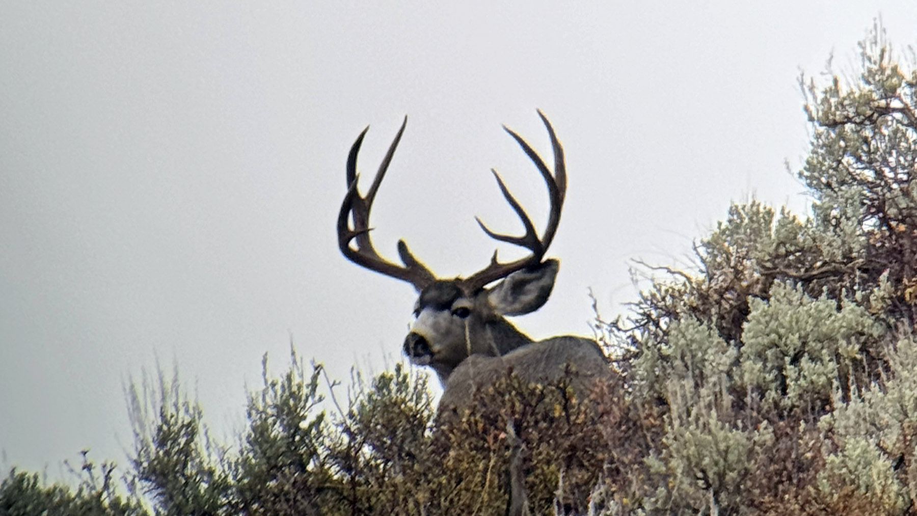 K Ranch - Sold - Colorado - Hall and Hall
