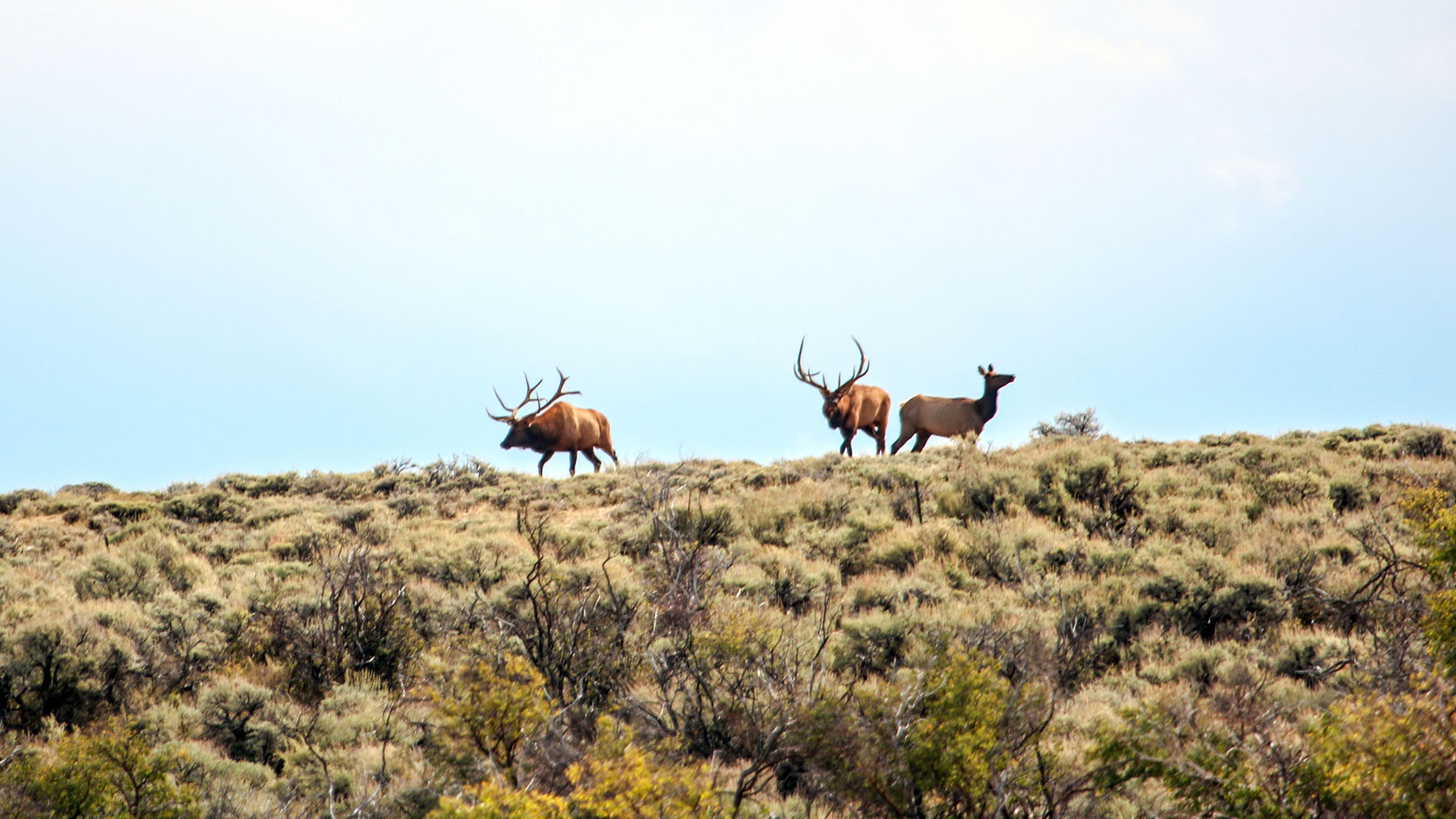 K Ranch - Sold - Colorado - Hall and Hall