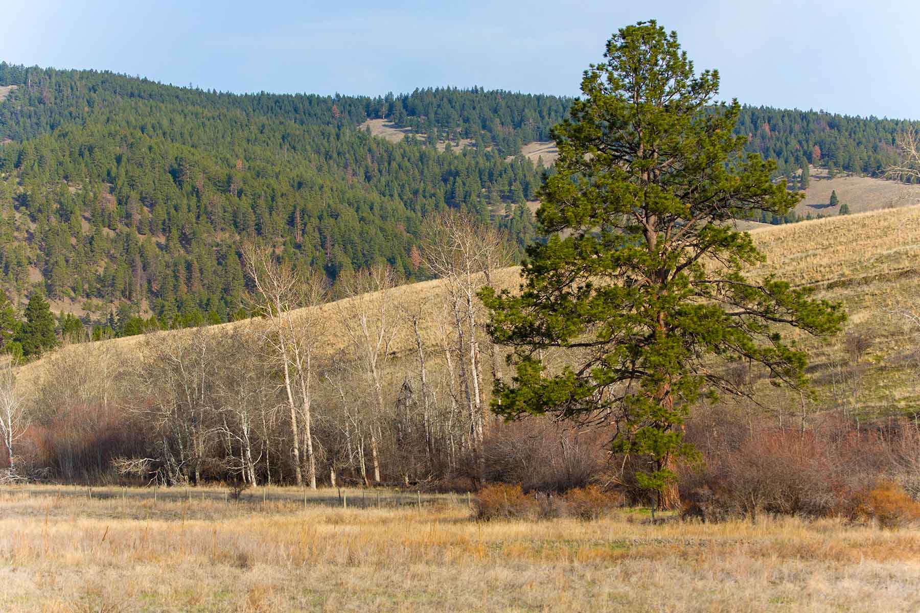 Lolo Ranch - For Sale - Montana - Hall and Hall