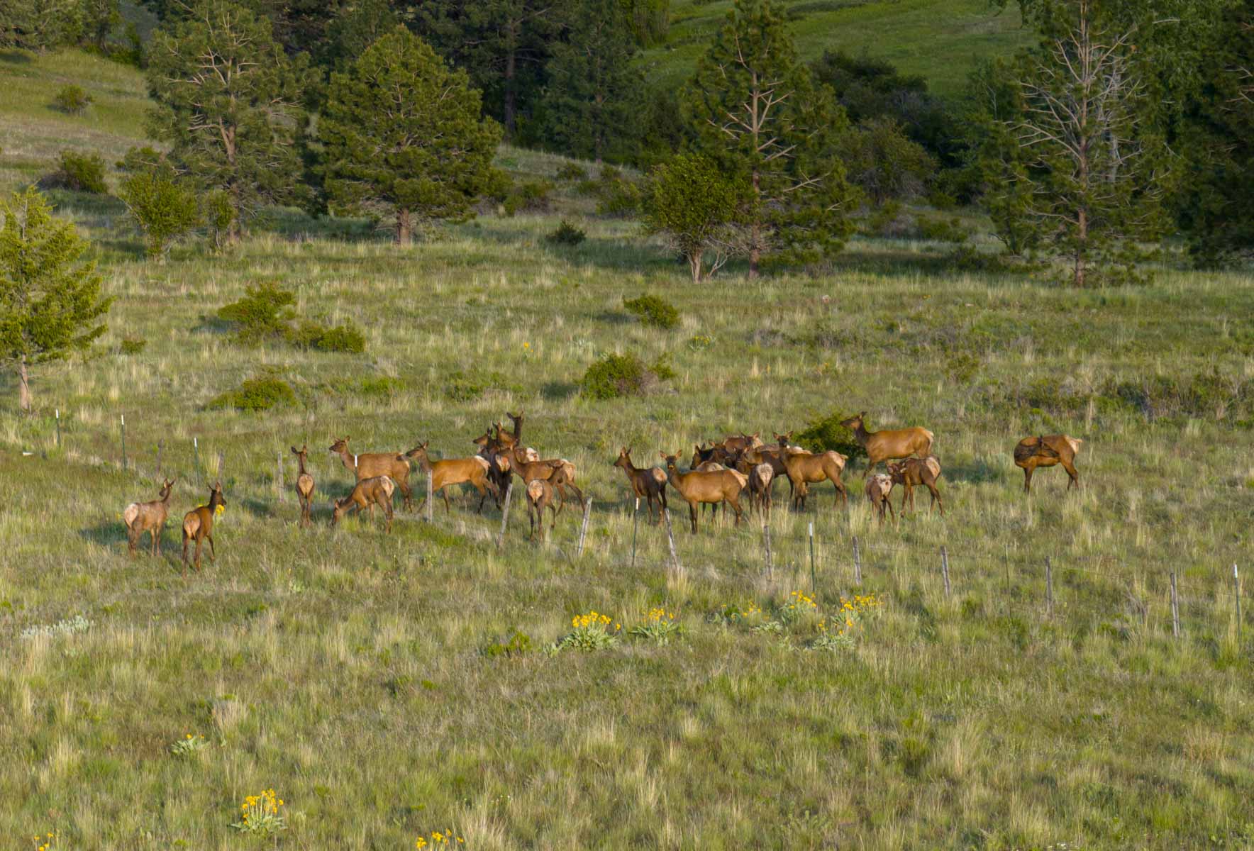 Lolo Ranch - For Sale - Montana - Hall and Hall