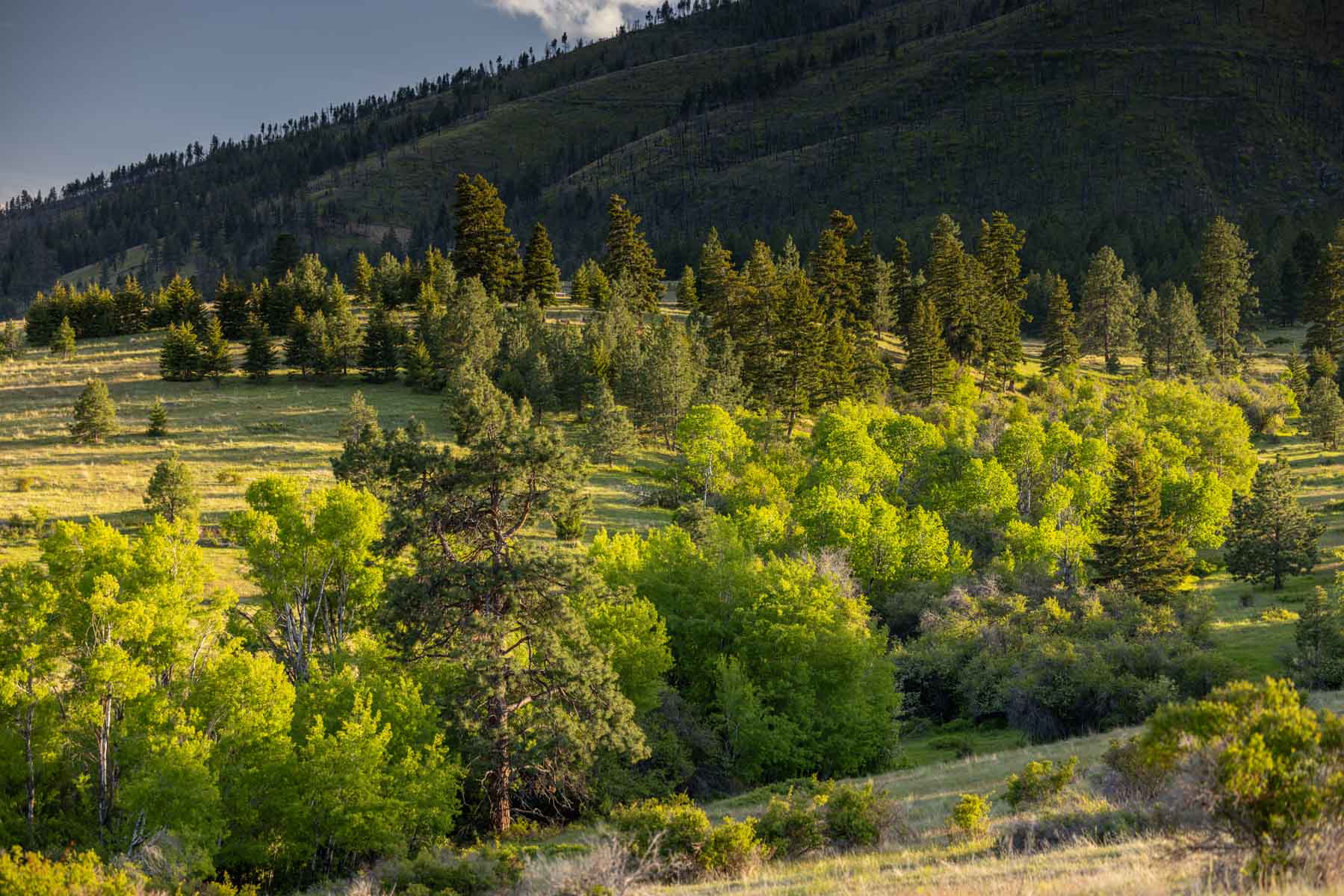 Lolo Ranch - For Sale - Montana - Hall and Hall