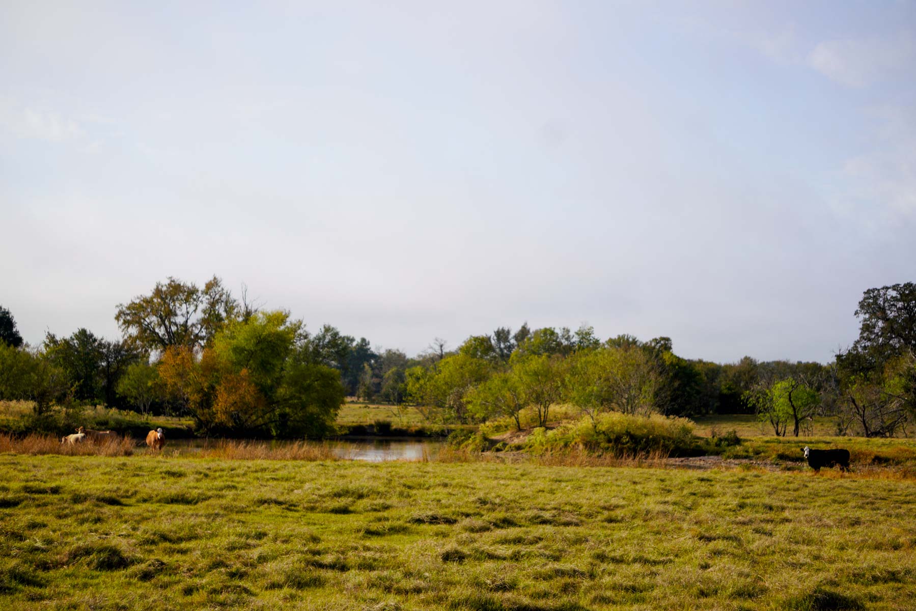 Long Hollow Ranch - Sold - Texas - Hall and Hall