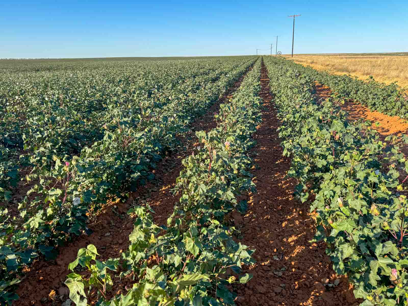 Warren Farms - For Sale - Texas - Hall and Hall