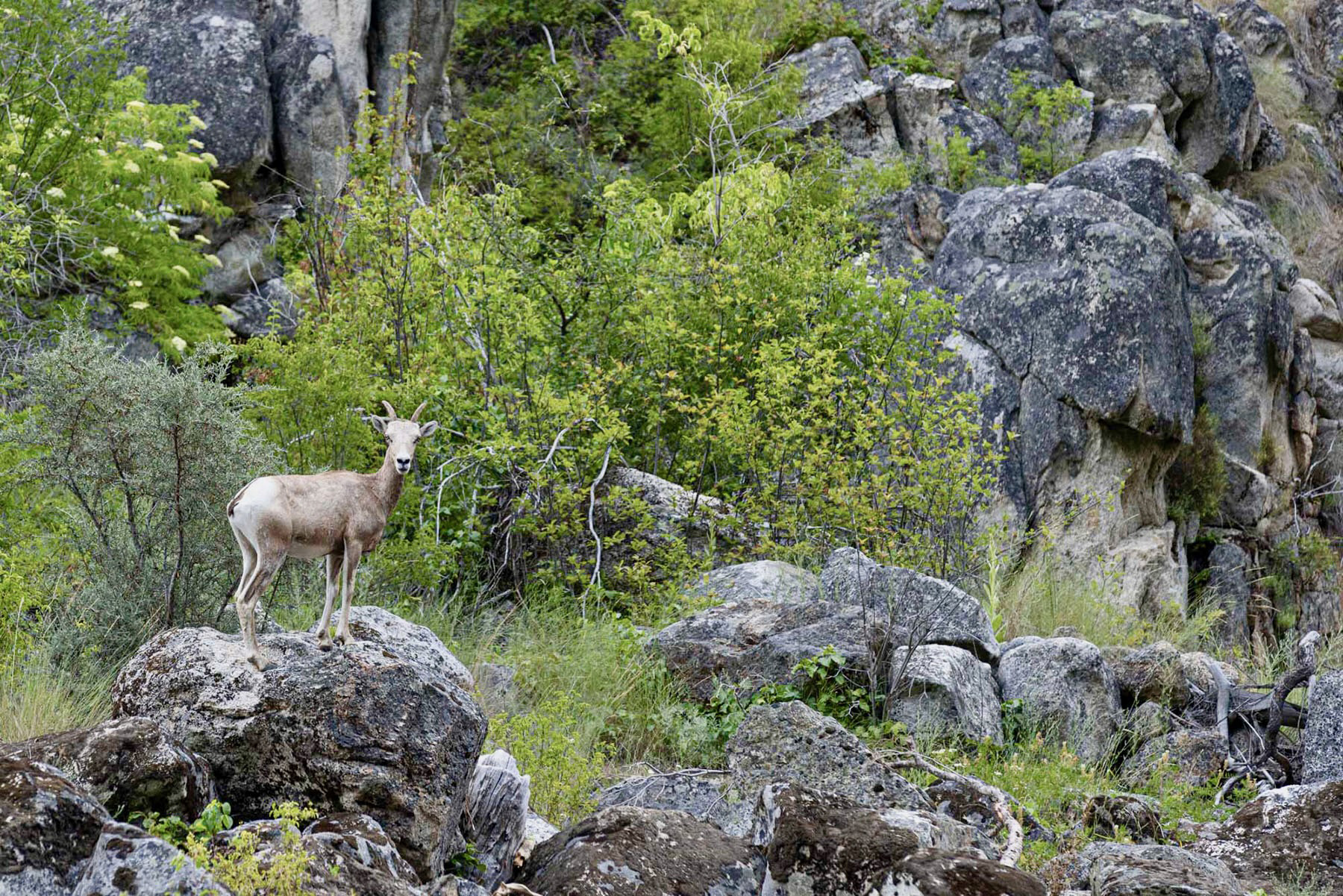 Mackay Bar Outfitters & Guest Ranch - For Sale - Idaho - Hall and Hall