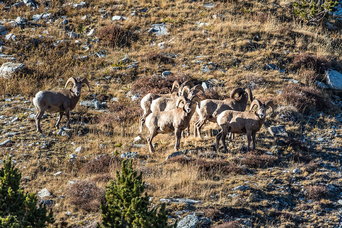 Miller Lake Ranch - Sold - Montana - Hall and Hall