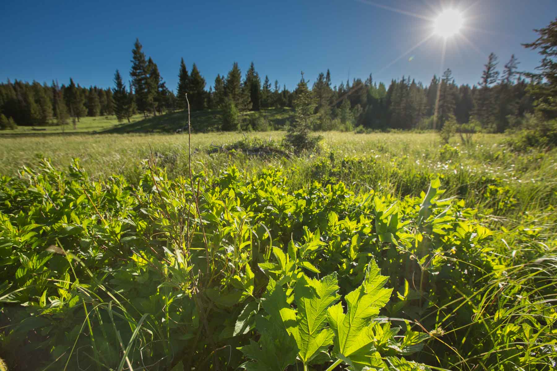 Alice Basin - Sold - Montana - Hall and Hall
