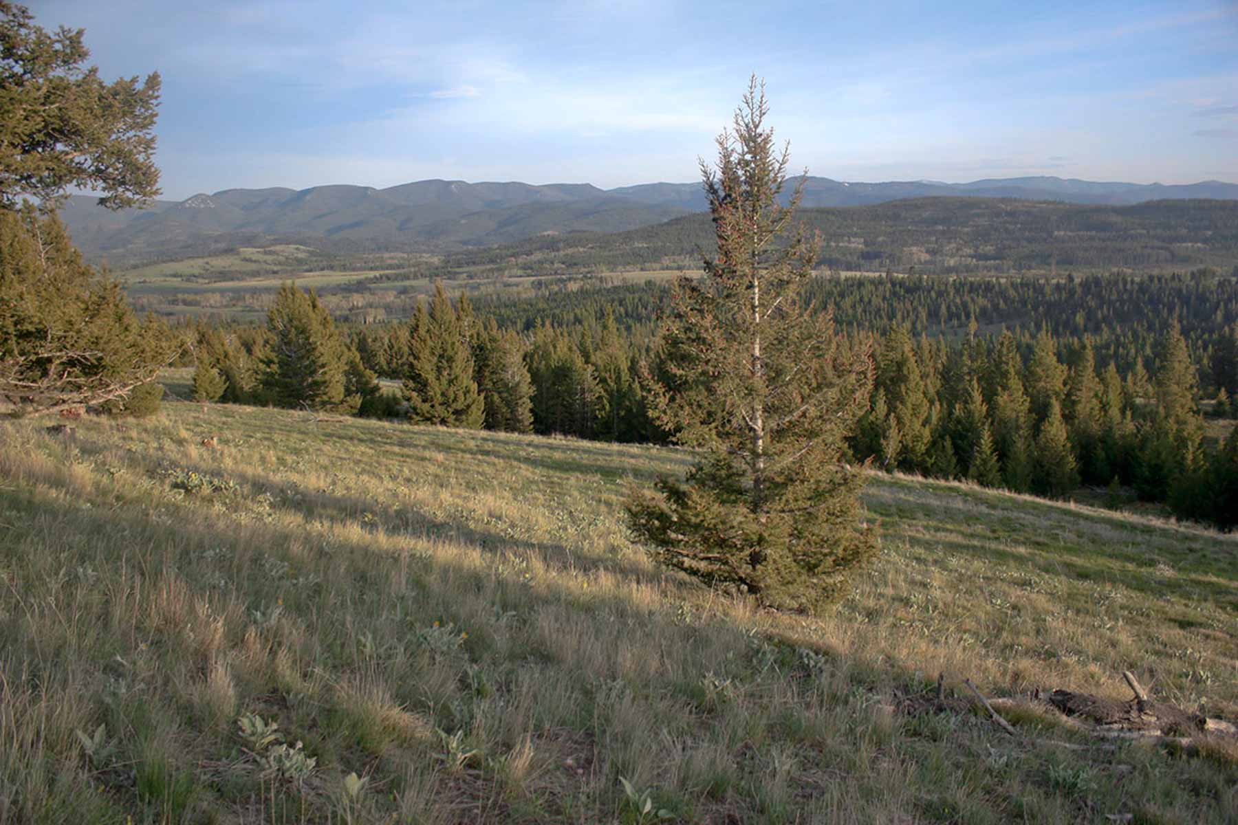 Alice Basin - Sold - Montana - Hall and Hall