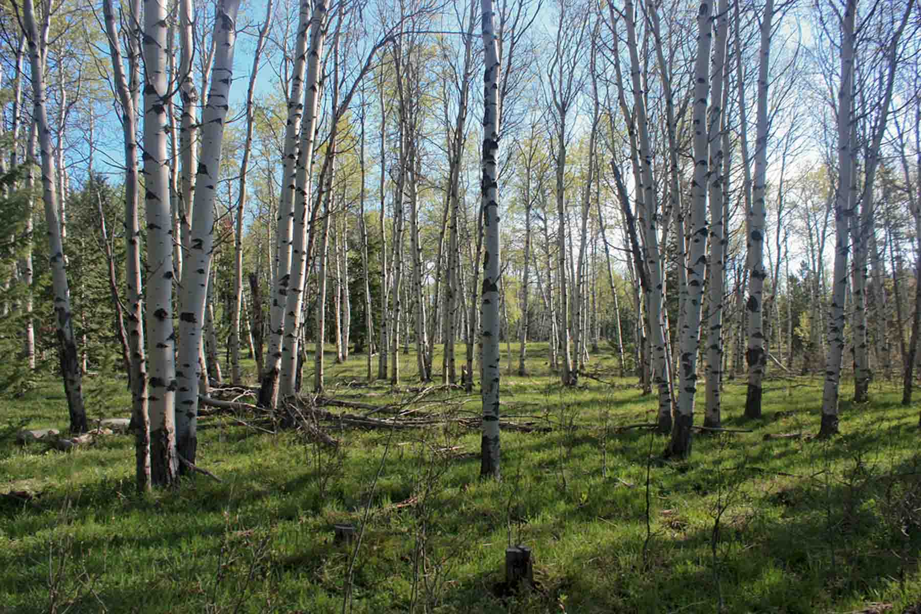 Alice Basin - Sold - Montana - Hall and Hall