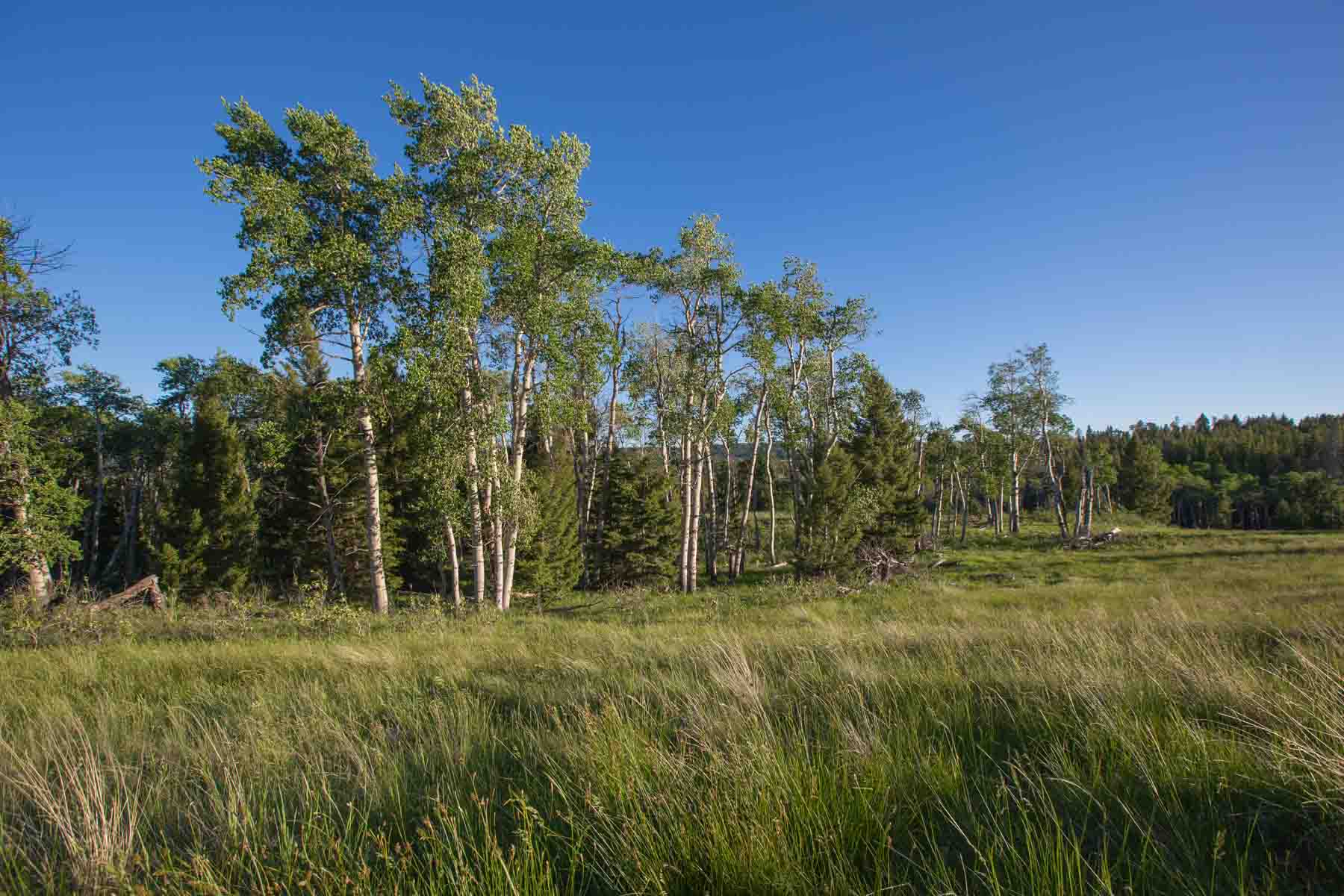 Alice Basin - Sold - Montana - Hall and Hall